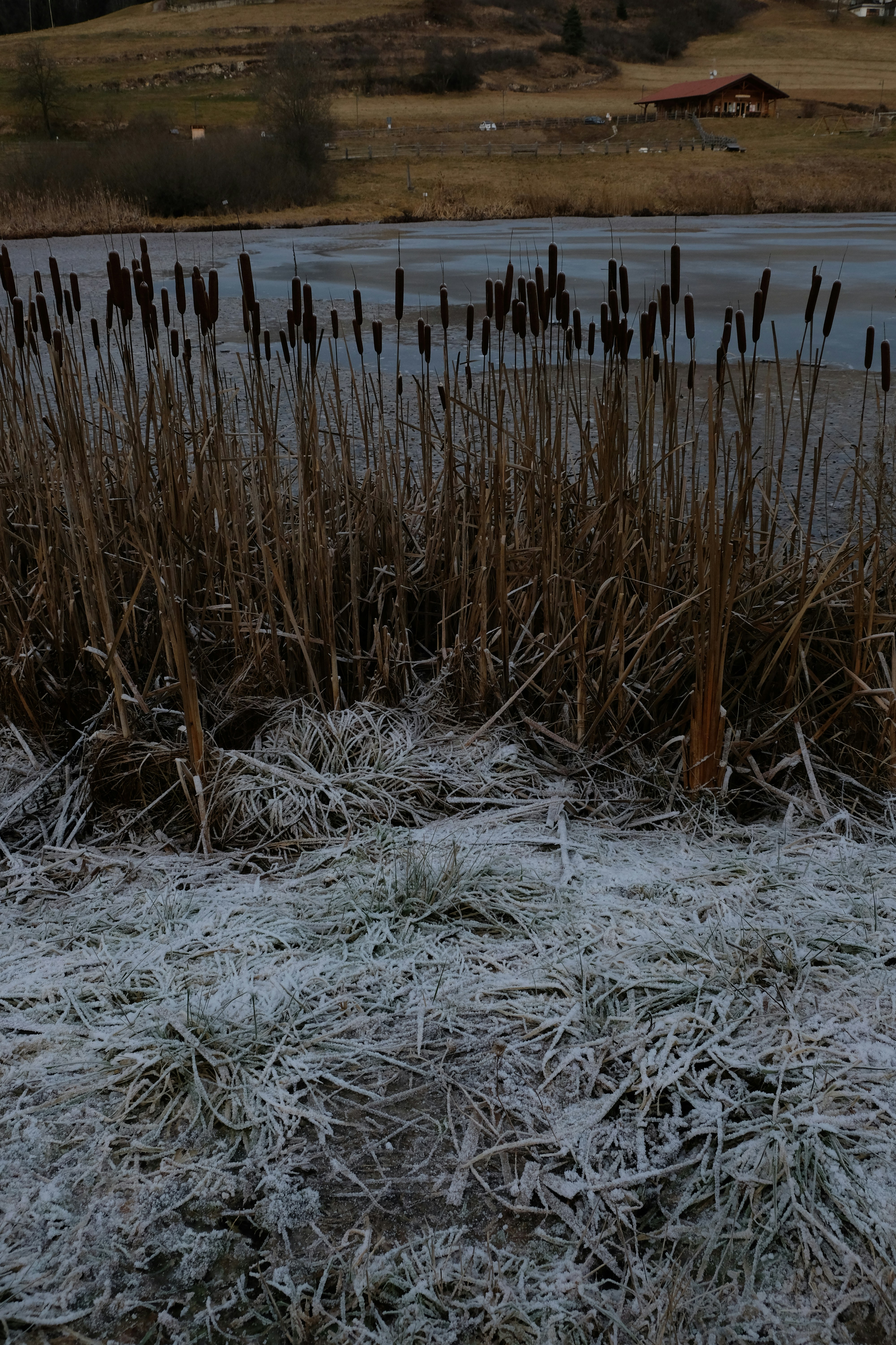 Frosted Reeds by a Quiet Reservoir
