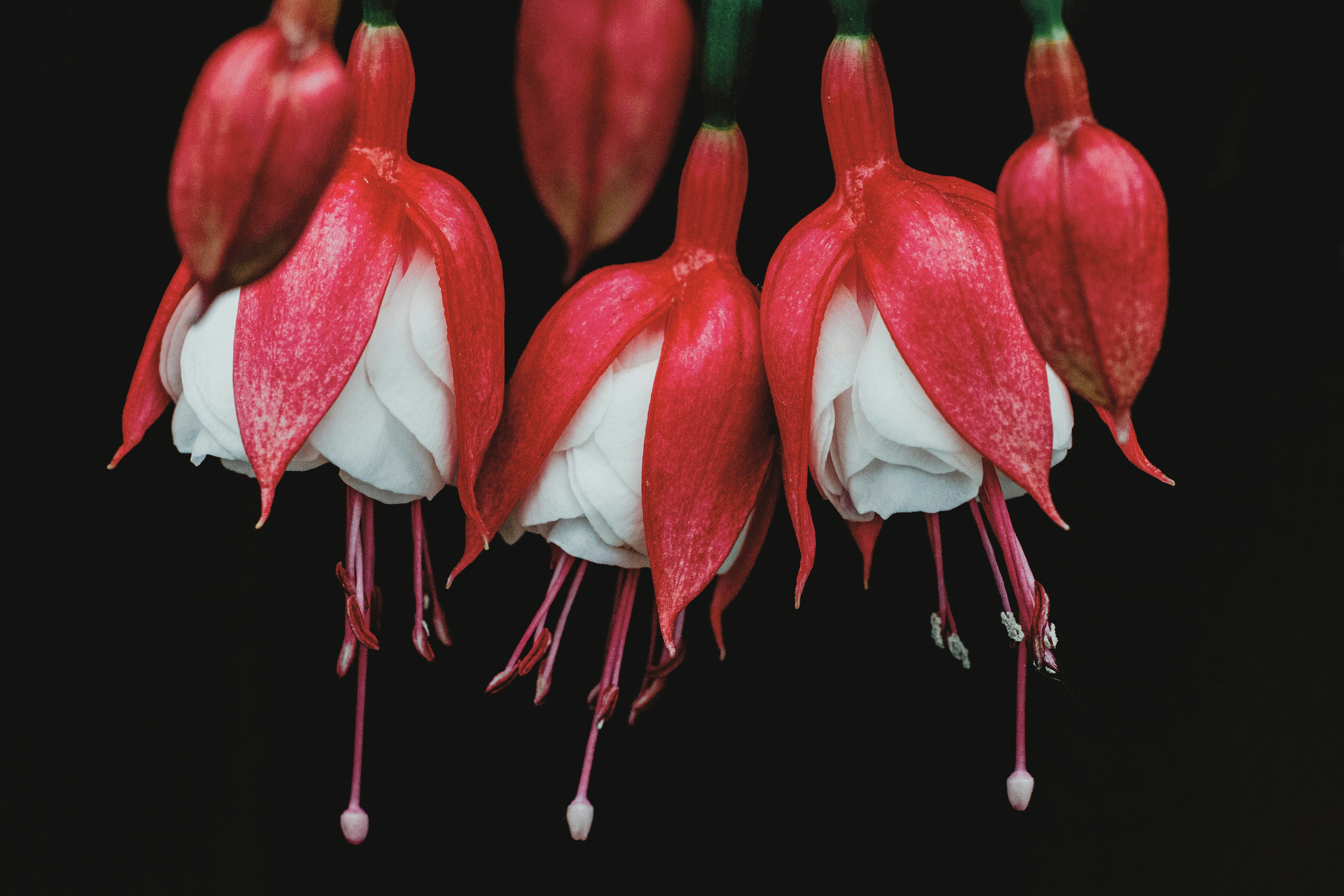 Crimson Fuchsia Bells: White Interiors Framed by Velvet Black