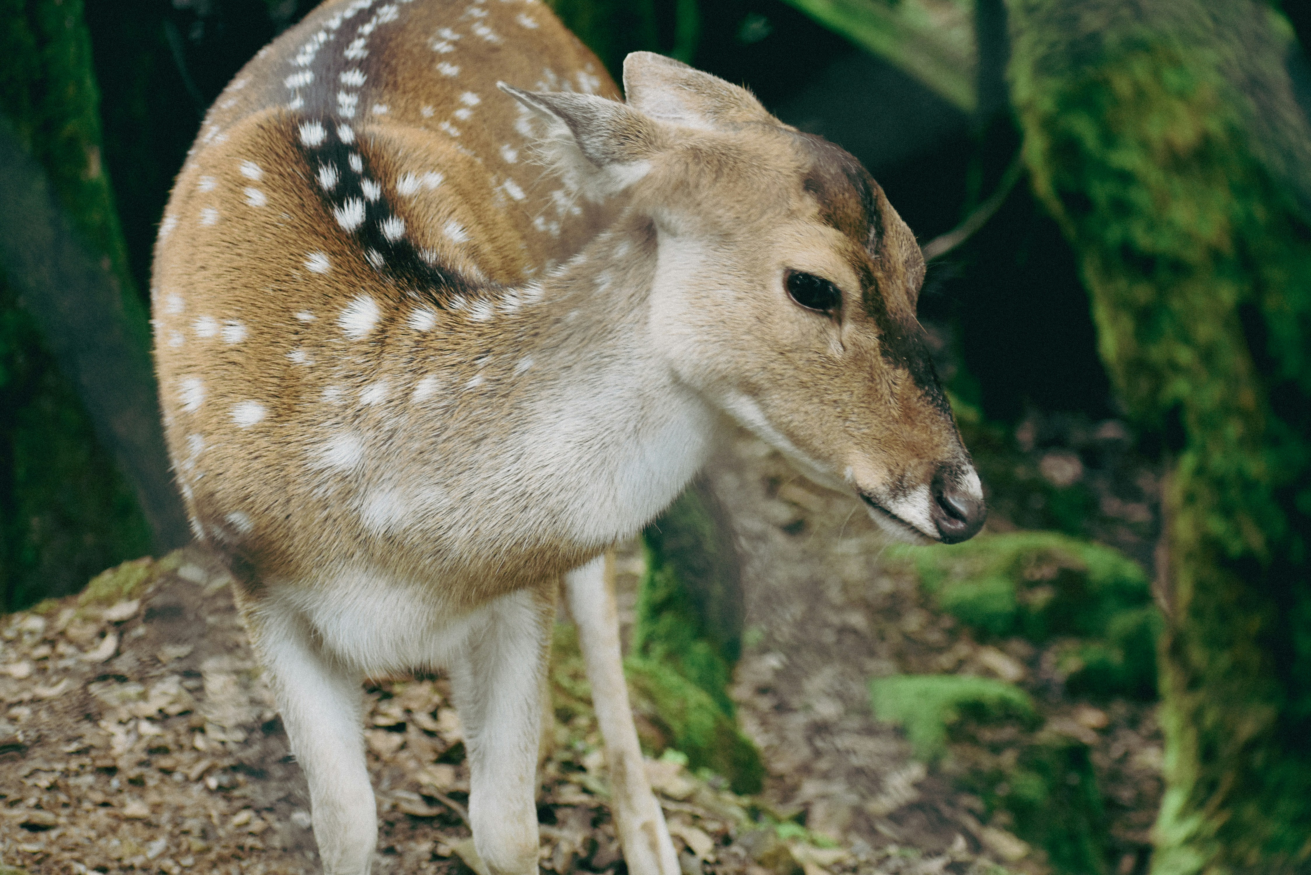 Dappled Grace: a fawn pauses on mossy woodland floor