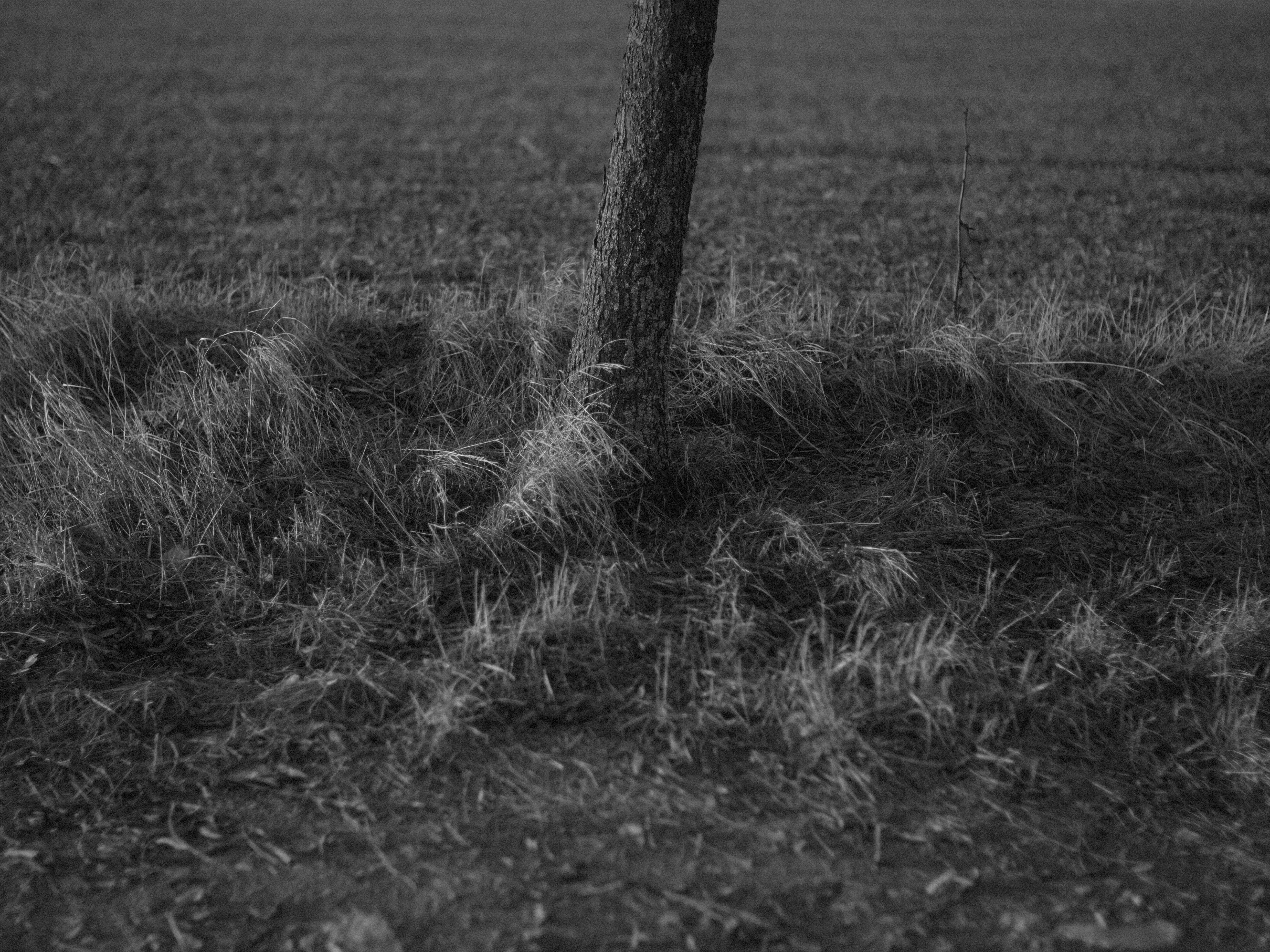 A black and white photo of a tree in a field photo – Free Grey Image on ...