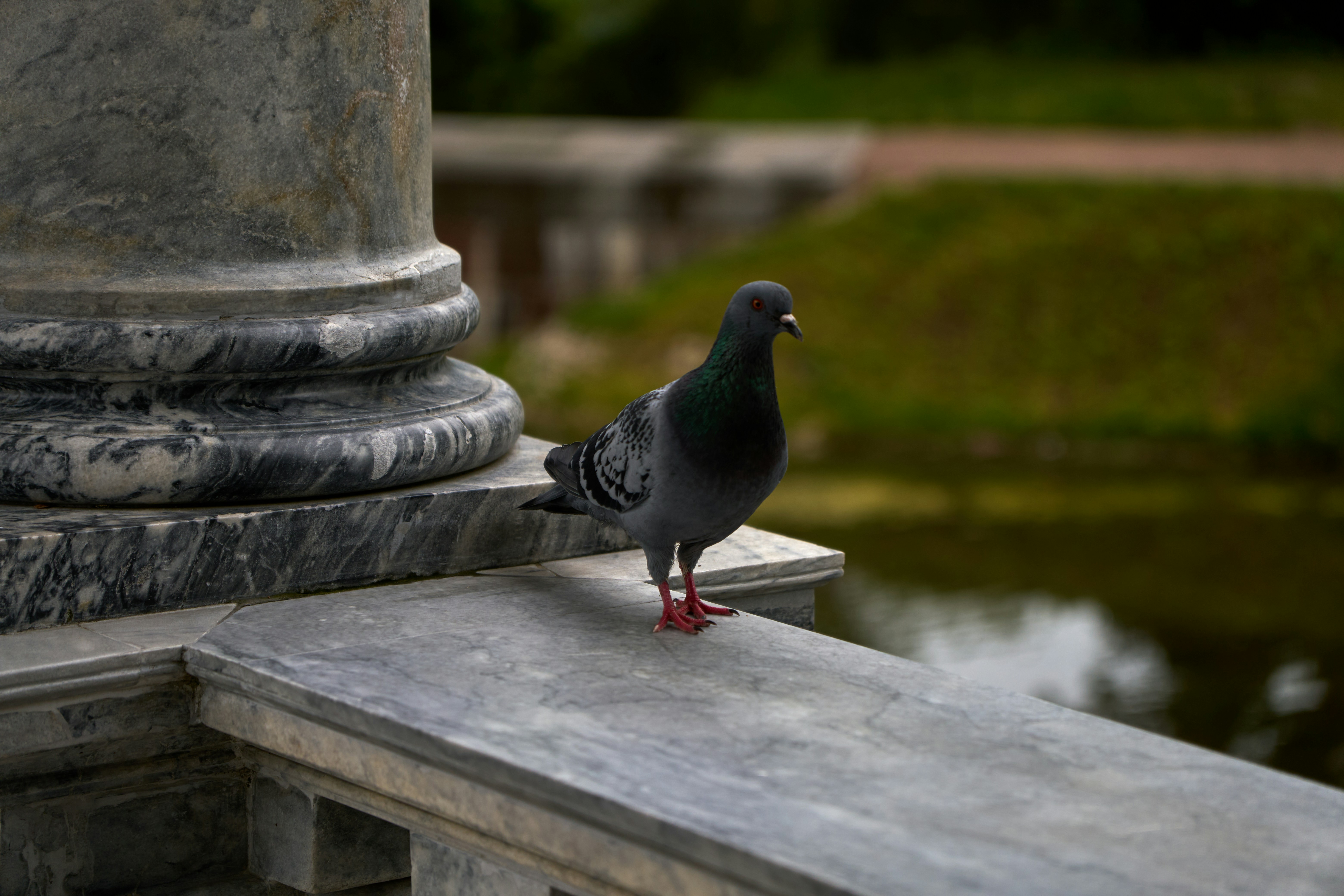 Pigeon Perch on Marble Rail by a Quiet Park Pond
