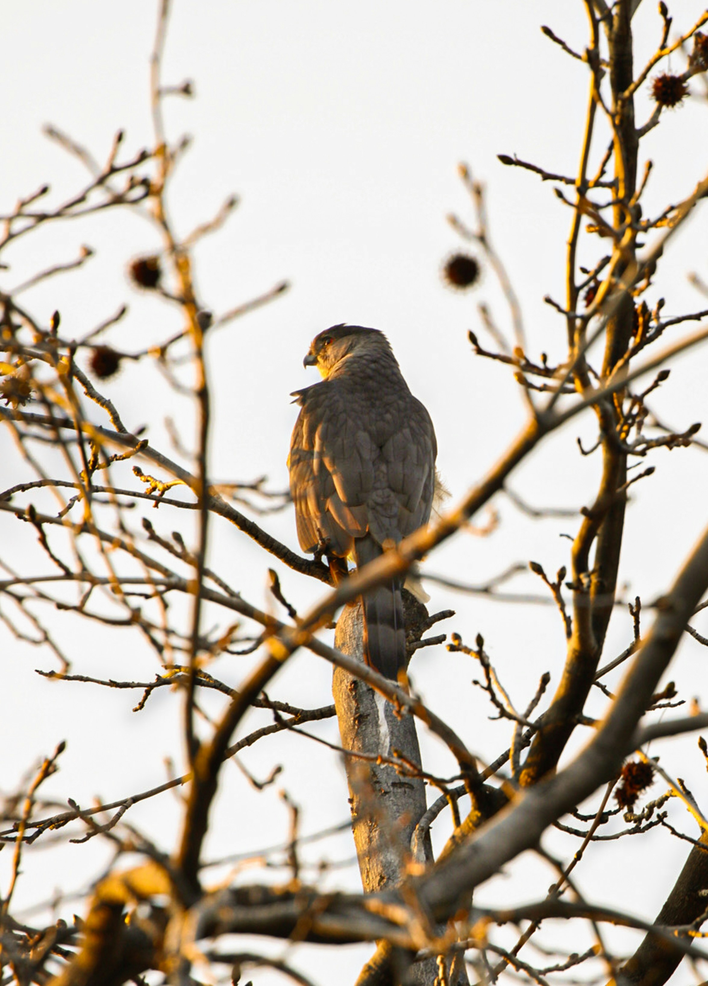 Golden Hour Sentinel: Hawk Perched on a Weathered Post Amid Sunlit Branches