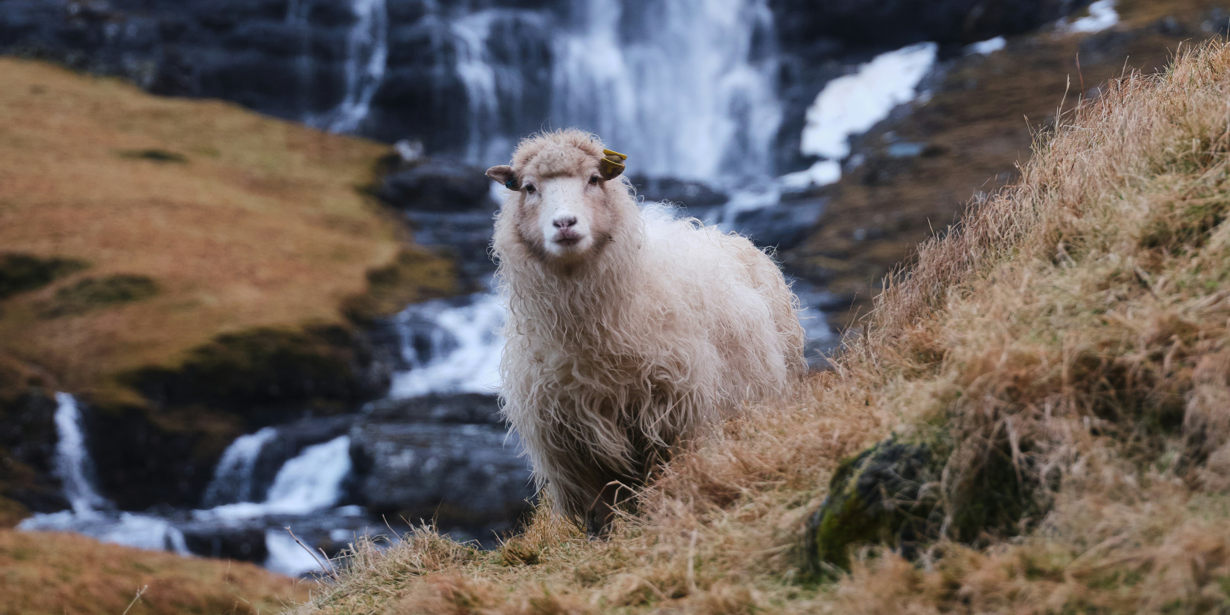 A lone sheep stands on a mossy grassy slope as a waterfall spills over rocks in the background.