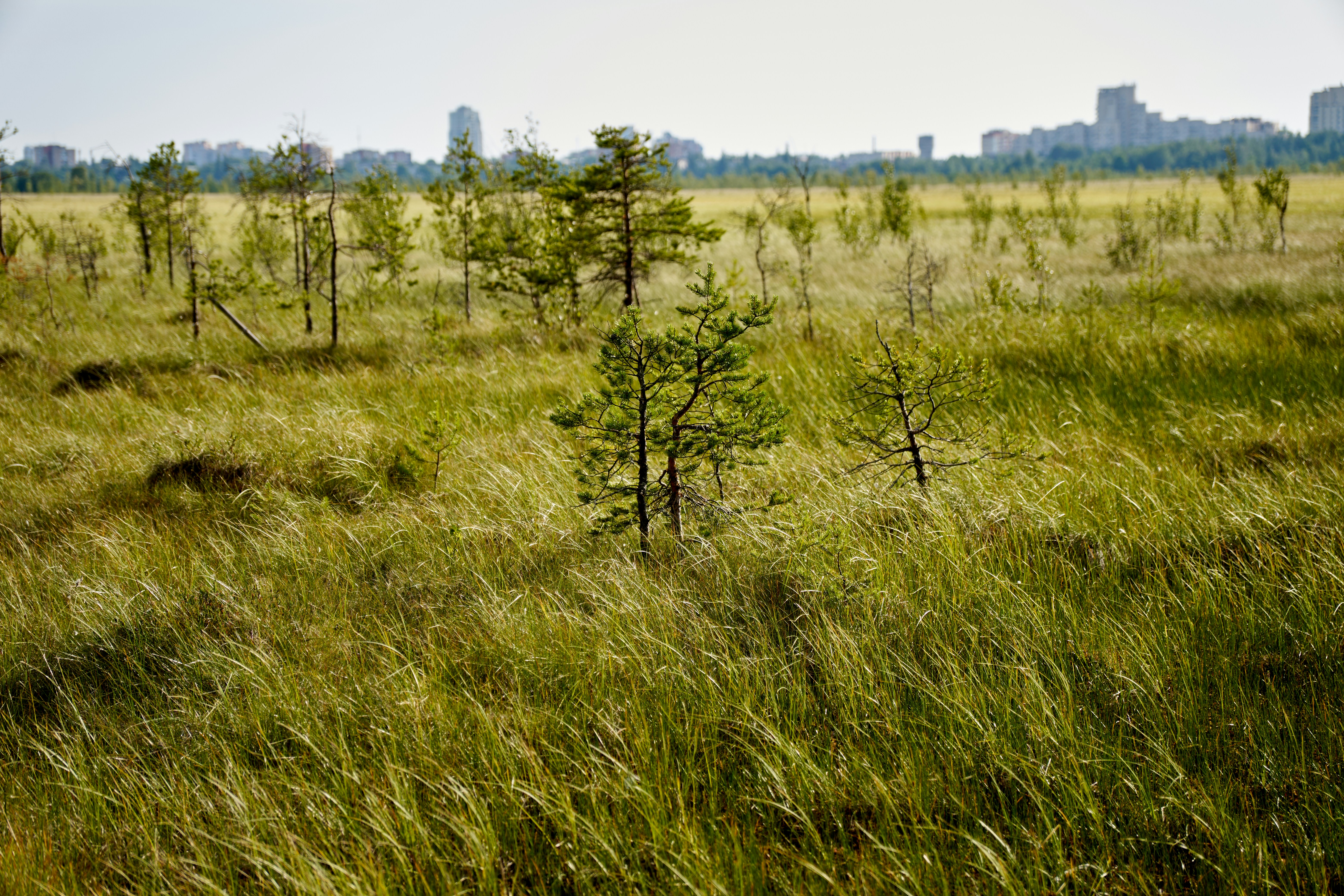 Sentinel Pines in a Wind-Swept Marsh Under an Urban Horizon