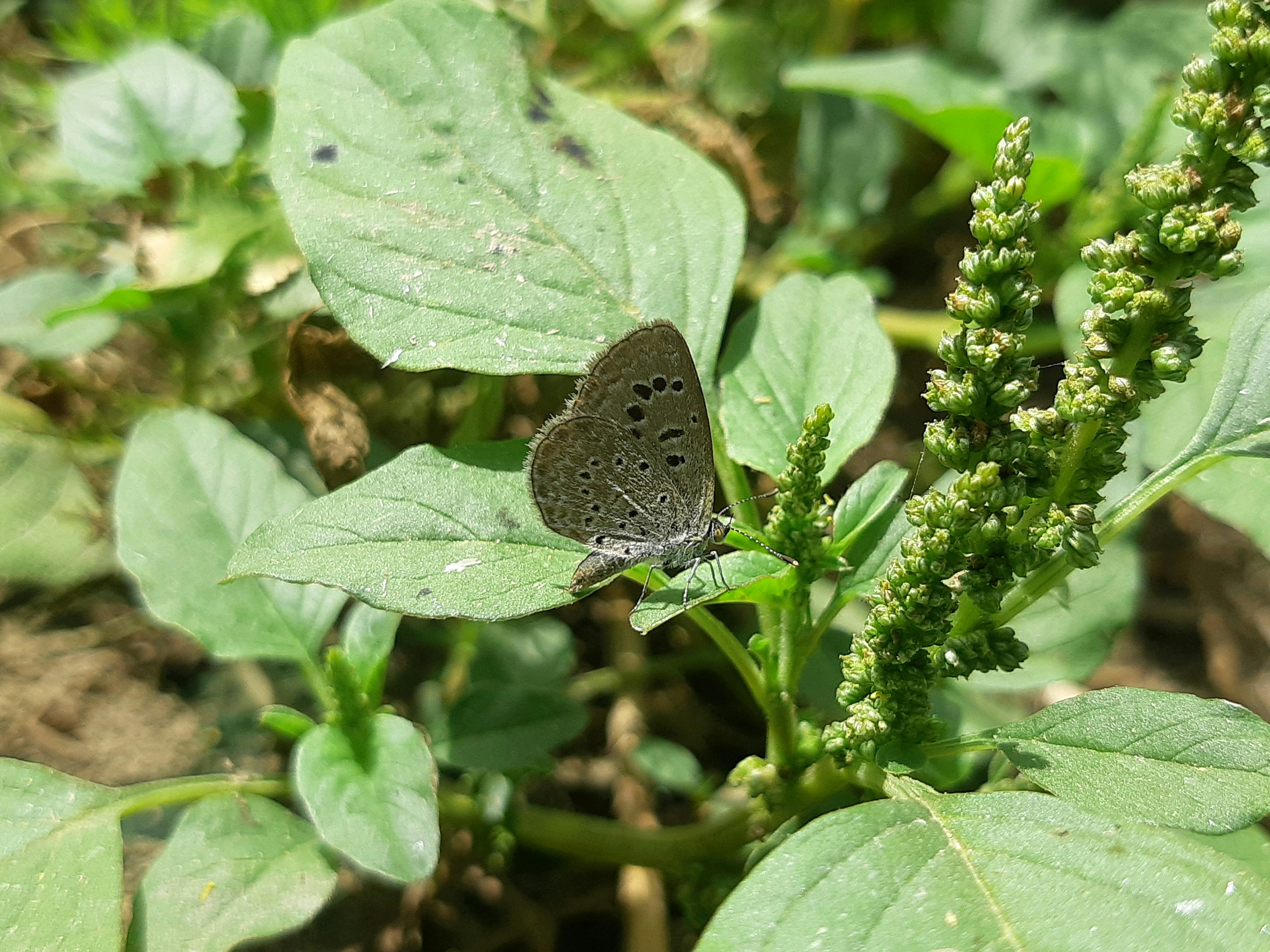 Close-up photograph of a small gray-brown butterfly perched on a green leaf amid a cluster of budding flower spikes.