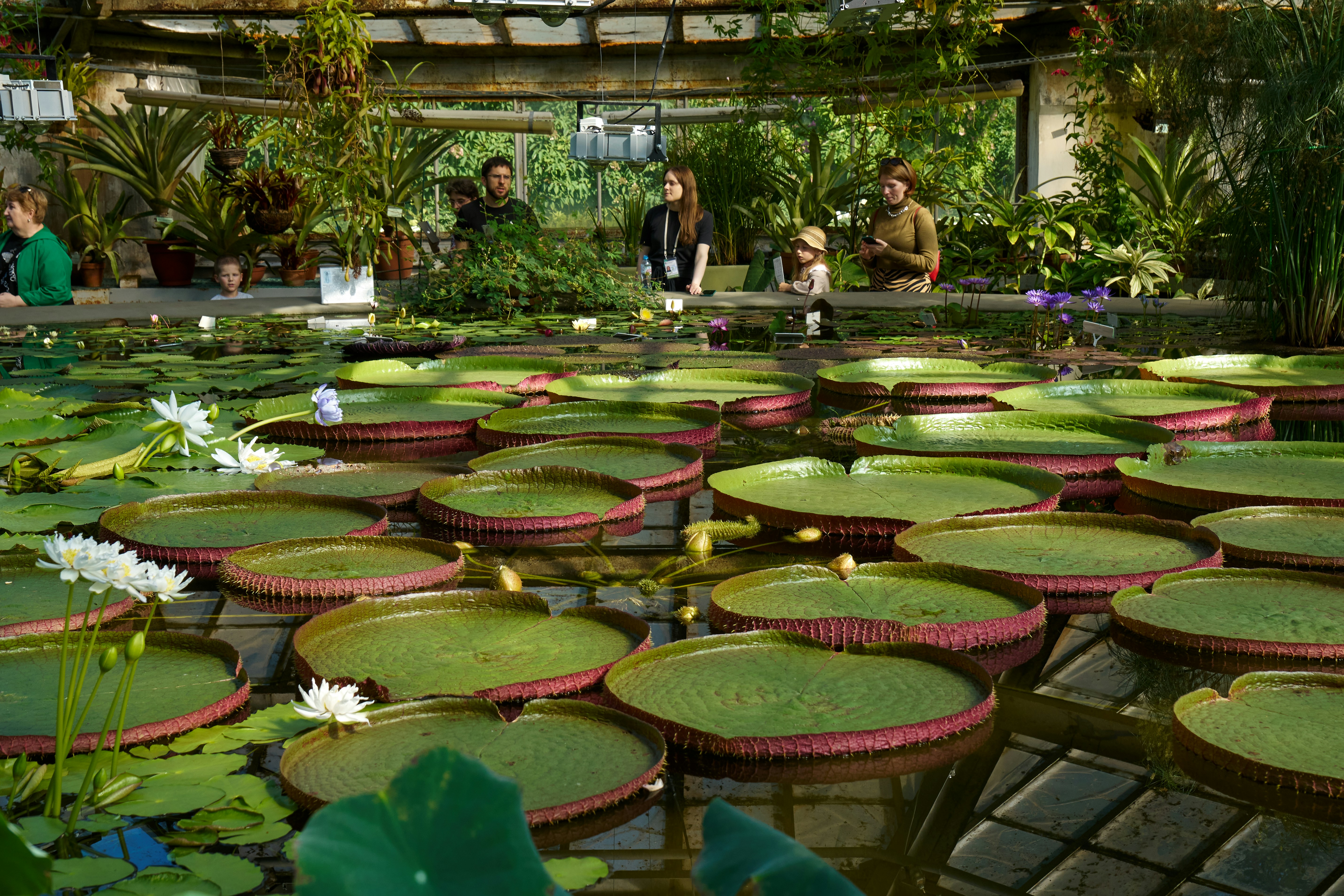 Conservatory Pond of Victoria Lily Pads: A Quiet Walk Among Floating Discs