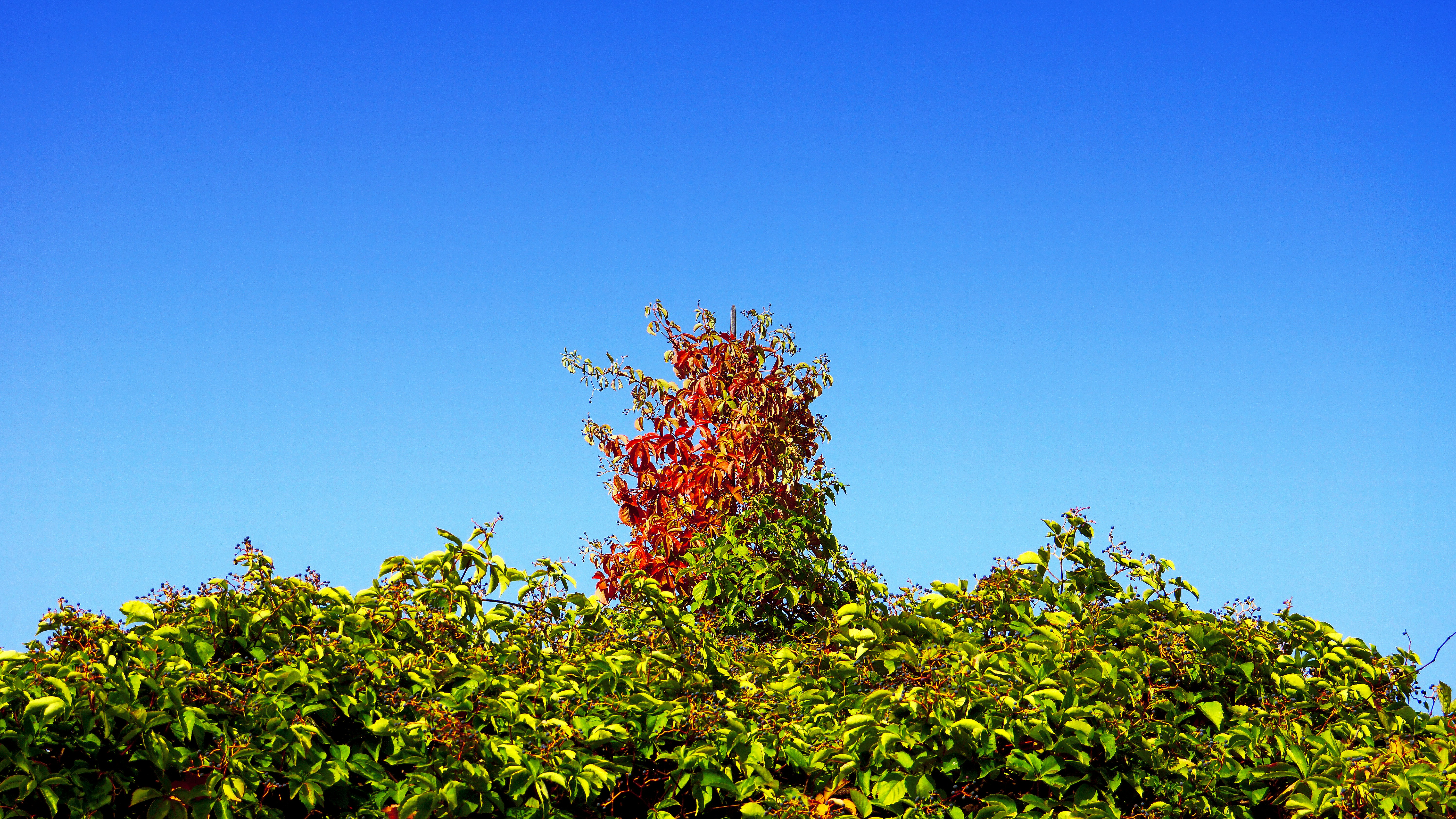 a tree with red leaves and a blue sky in the background