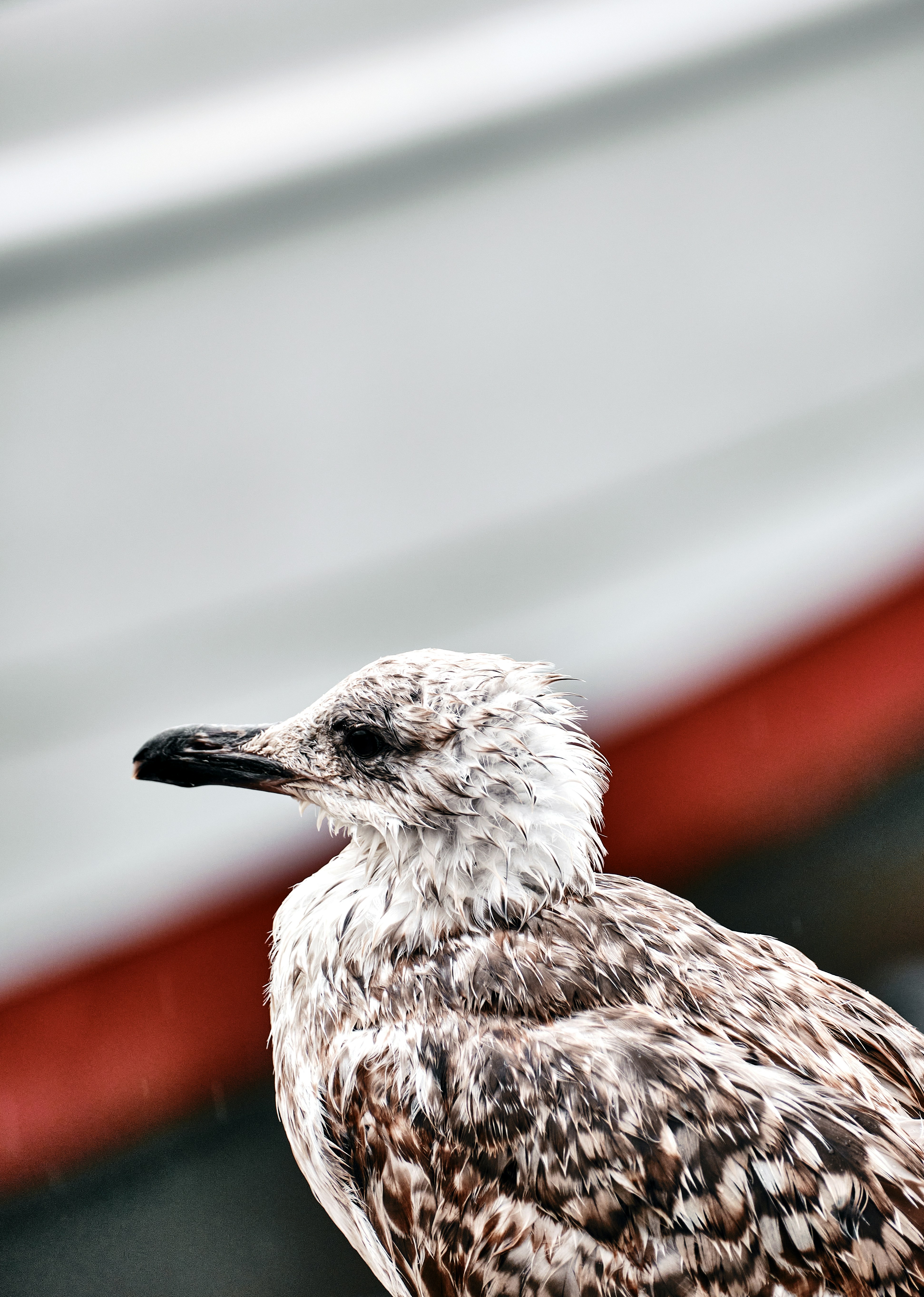 Gull in Focus: A Weathered Portrait Against a Diagonal Metal Backdrop