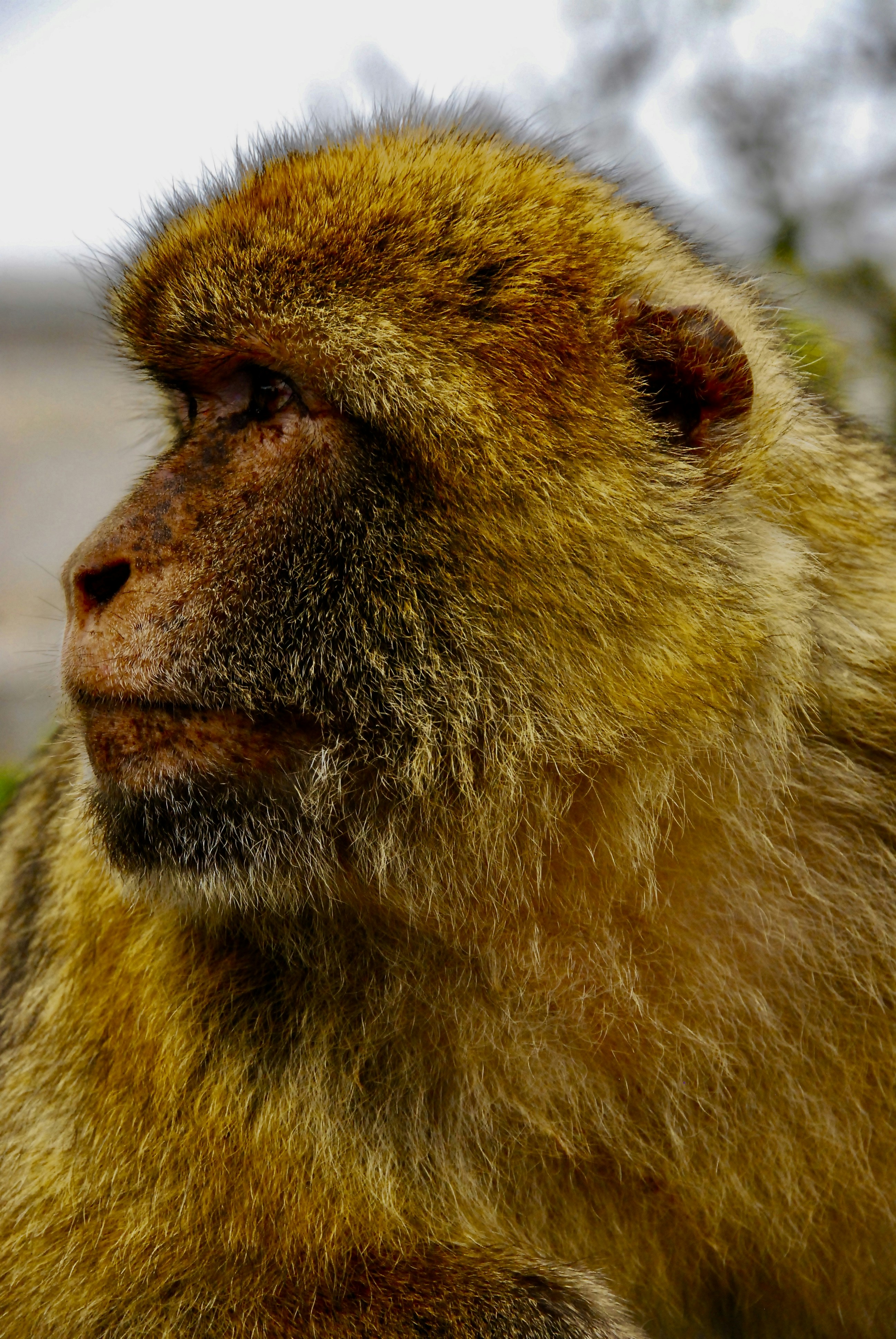 Golden Macaque Portrait: Quiet Contemplation in Fur Detail