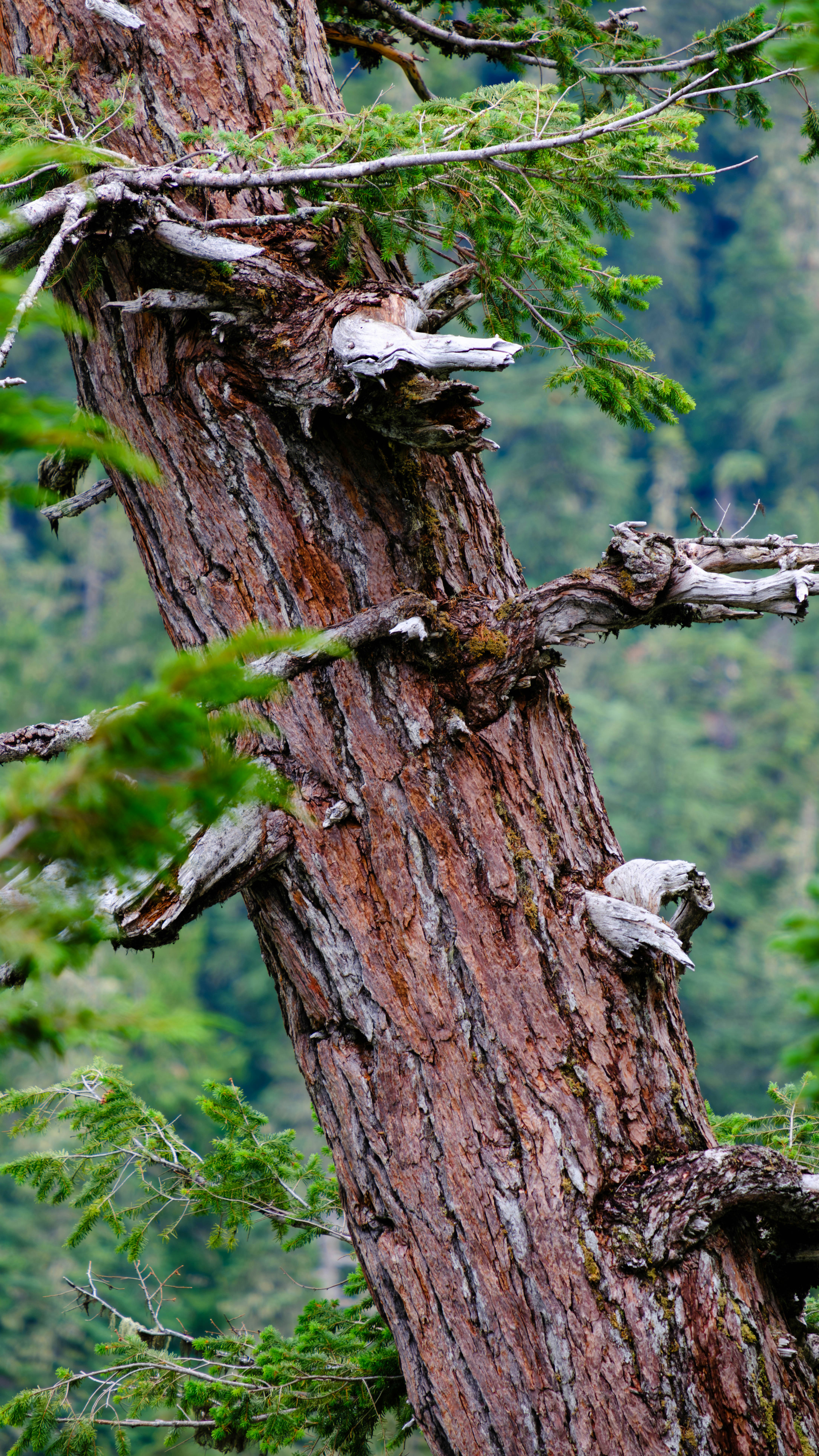 Knotted Pine Trunk Clinging to a Verdant Forest