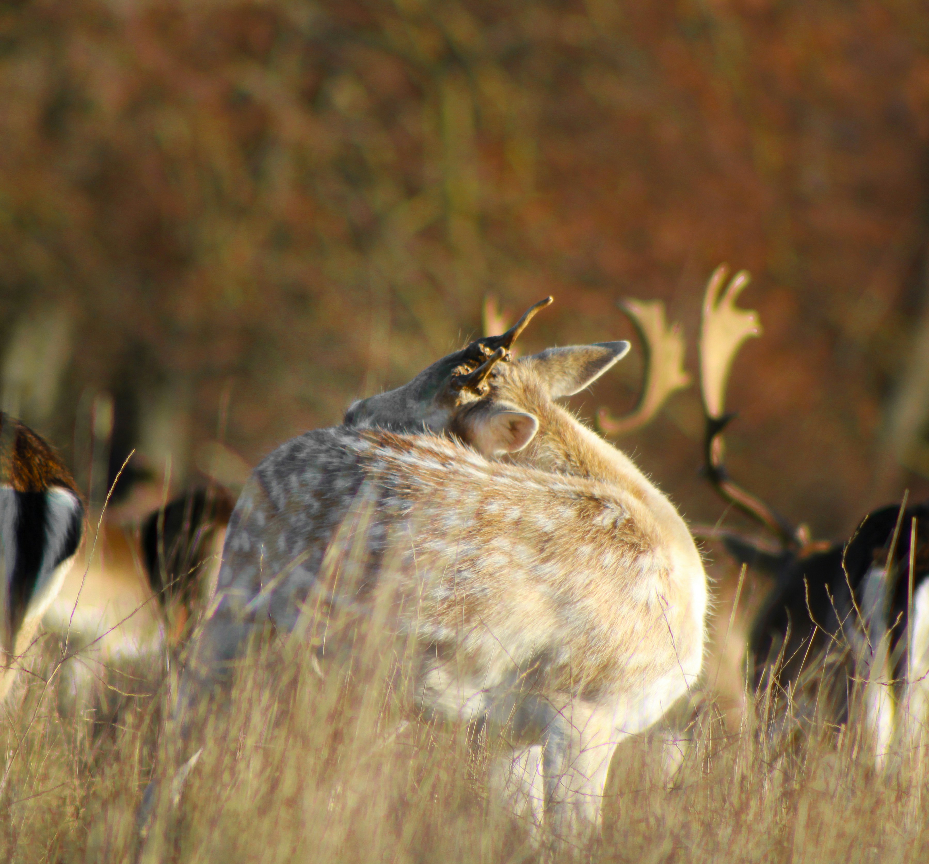 Antlers in Amber: A Deer Pauses in a Golden Field