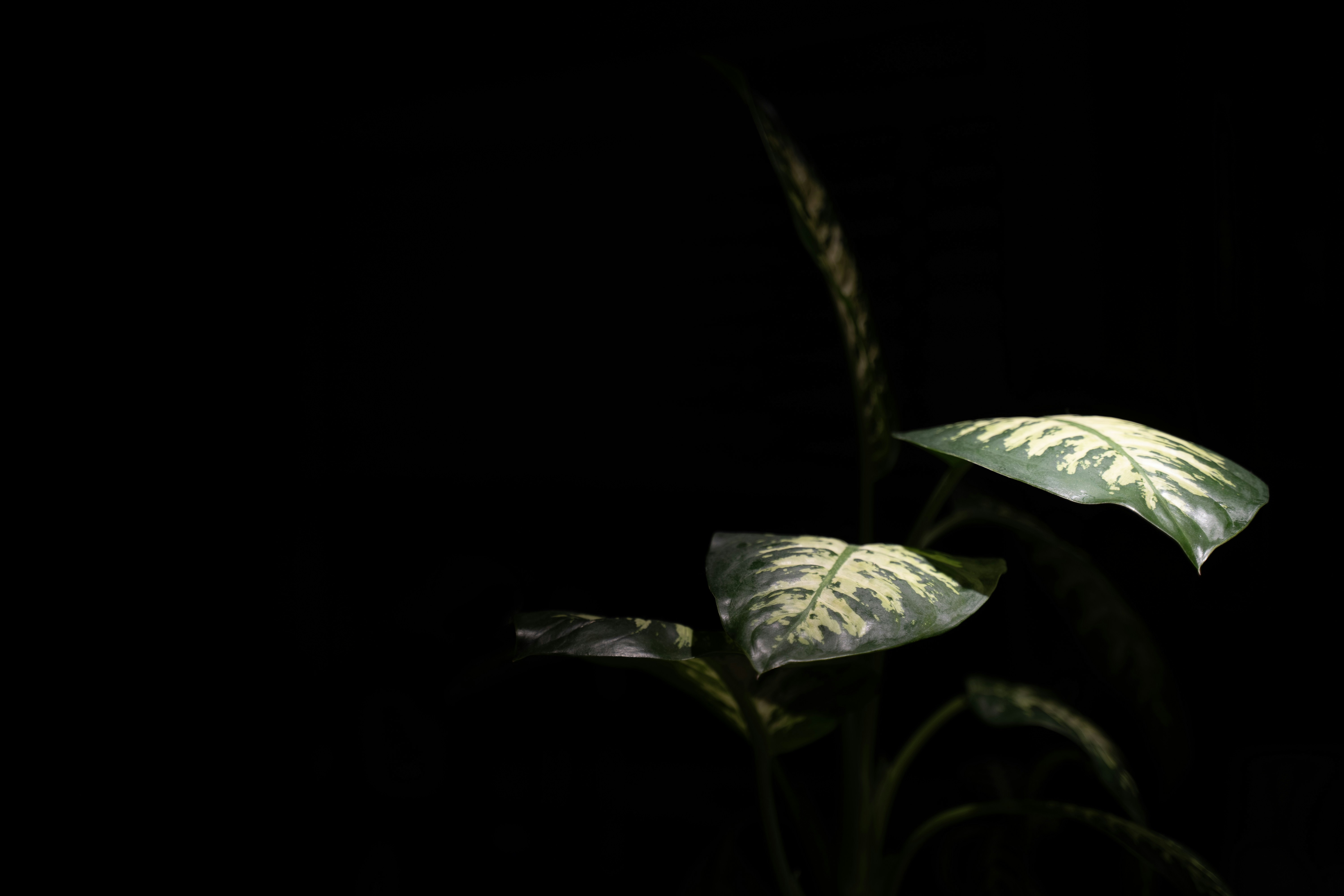 Lumen on Velvet Green: A Shadowed Leaf Study