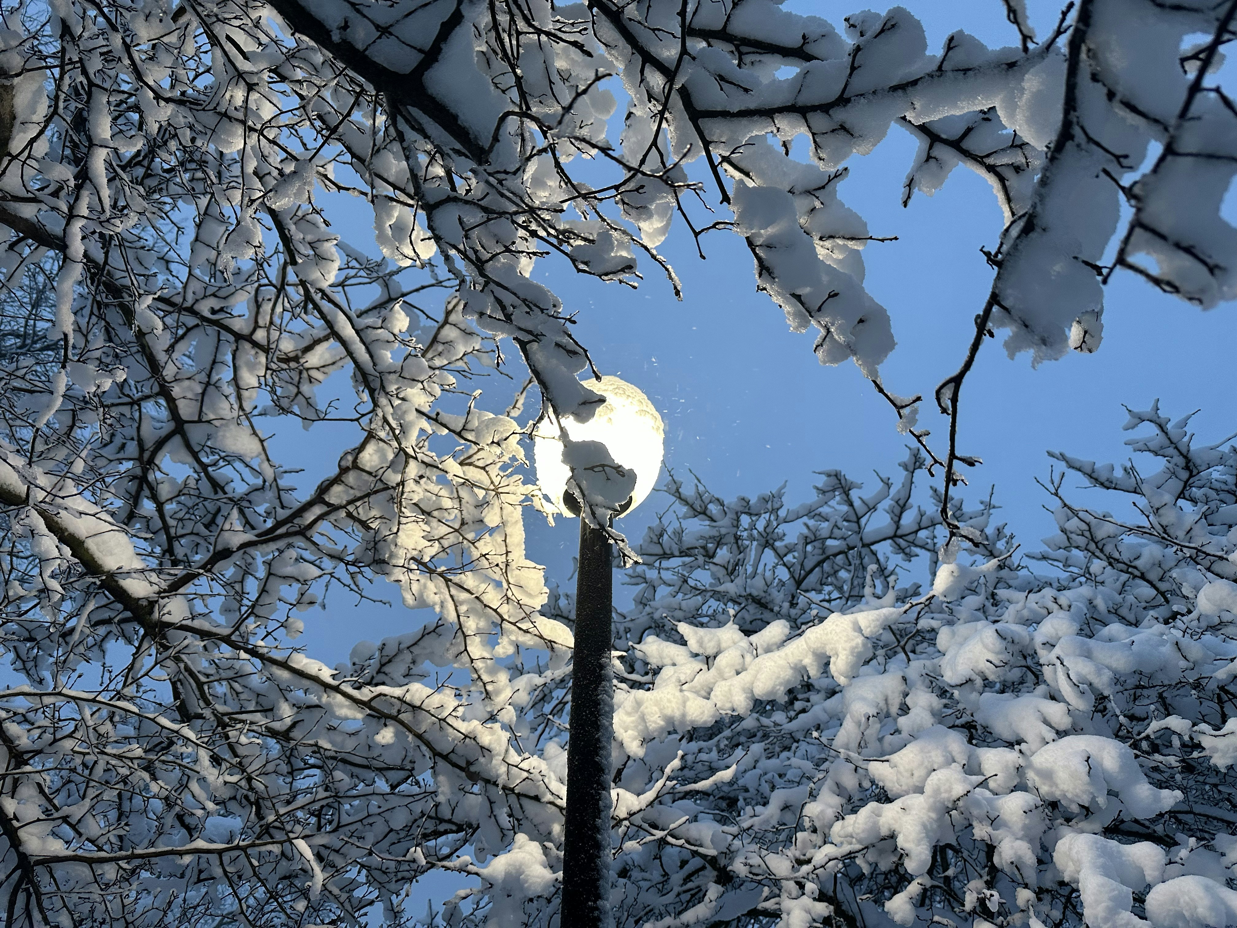 Lone Streetlamp Emerges Through Snow-Laden Branches Under a Clear Winter Sky