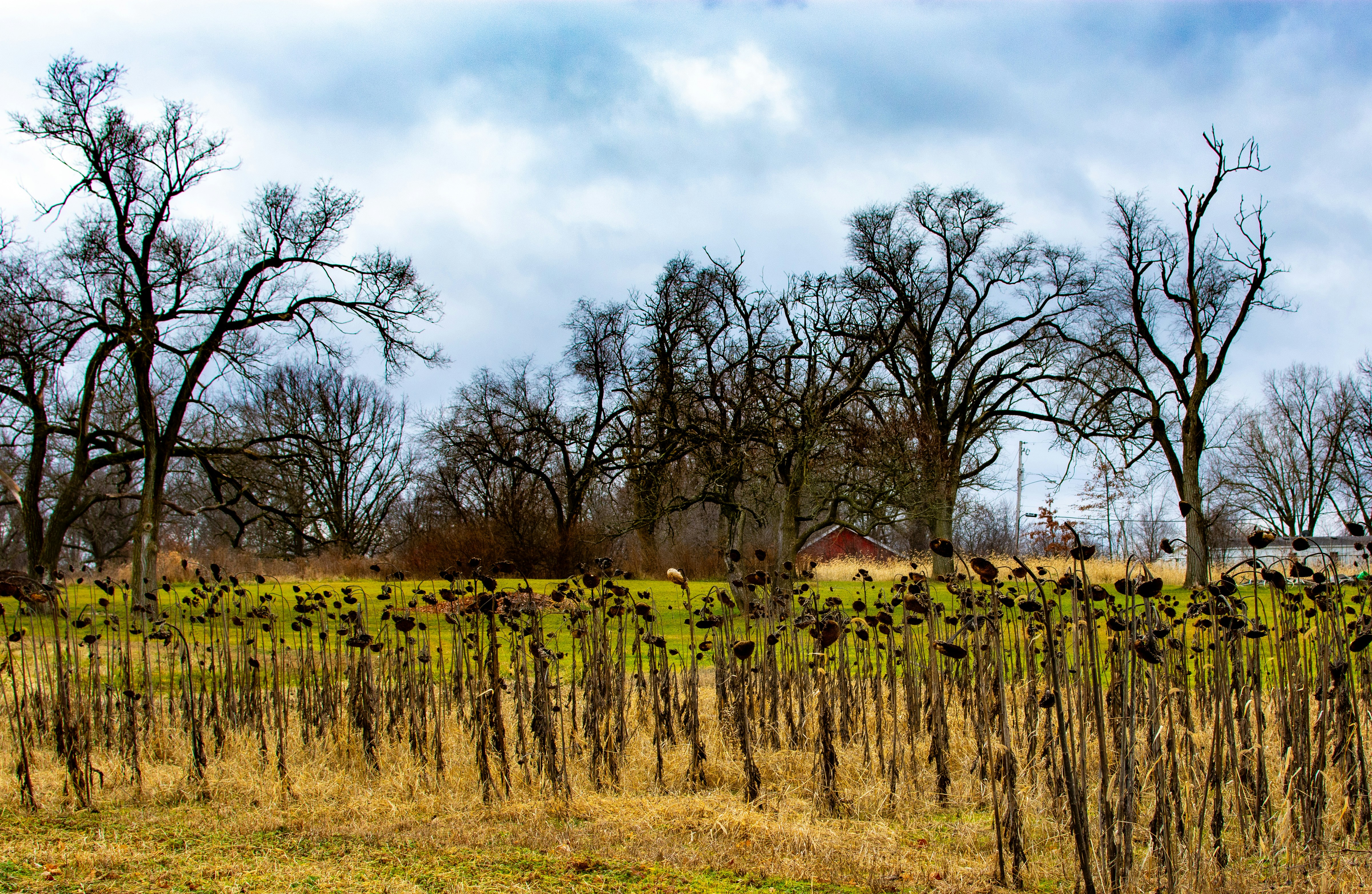 Bare sunflower stalks stand against a backdrop of leafless trees and a cloudy sky.