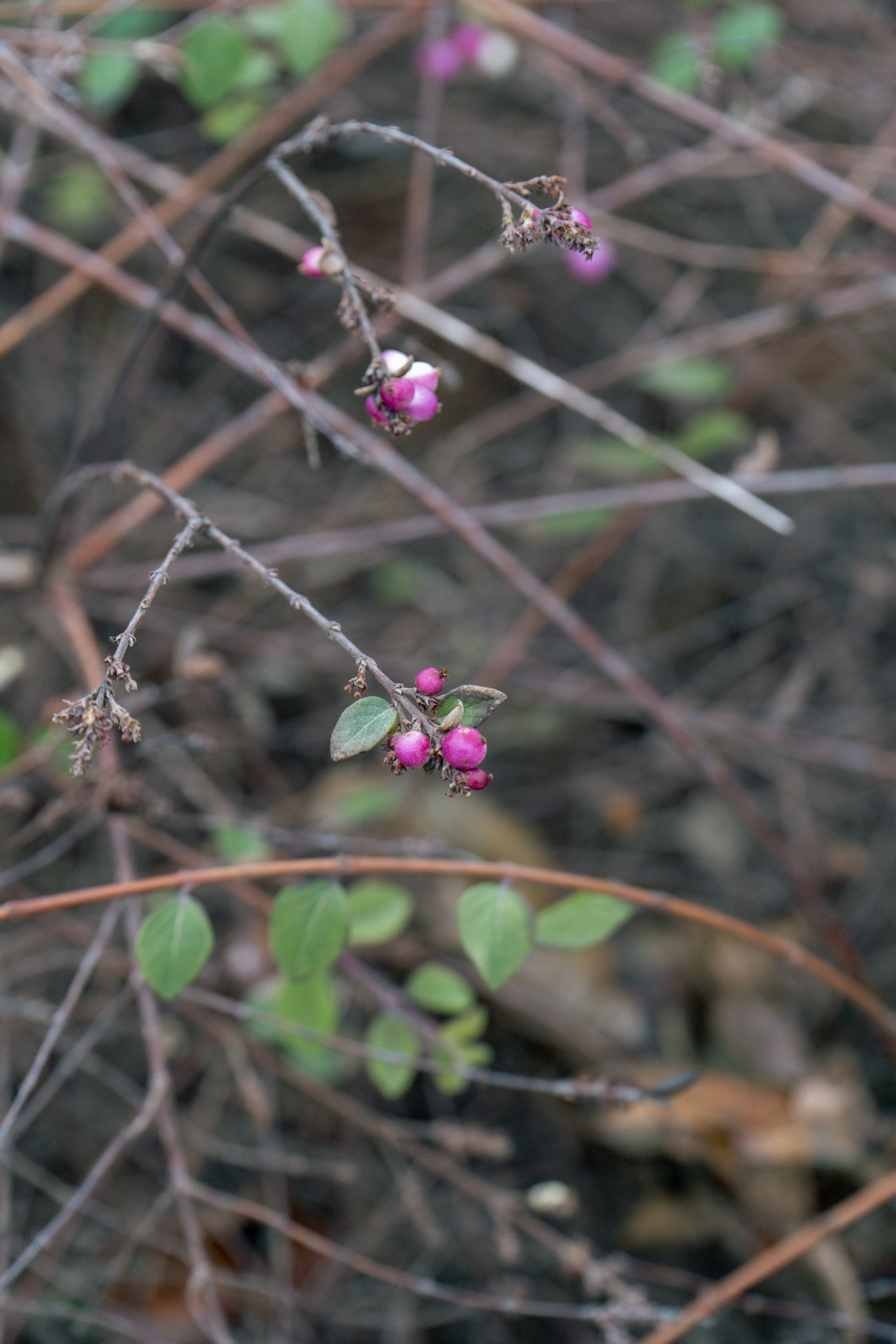Frost-Lace Pink Berries in a Winter Thicket