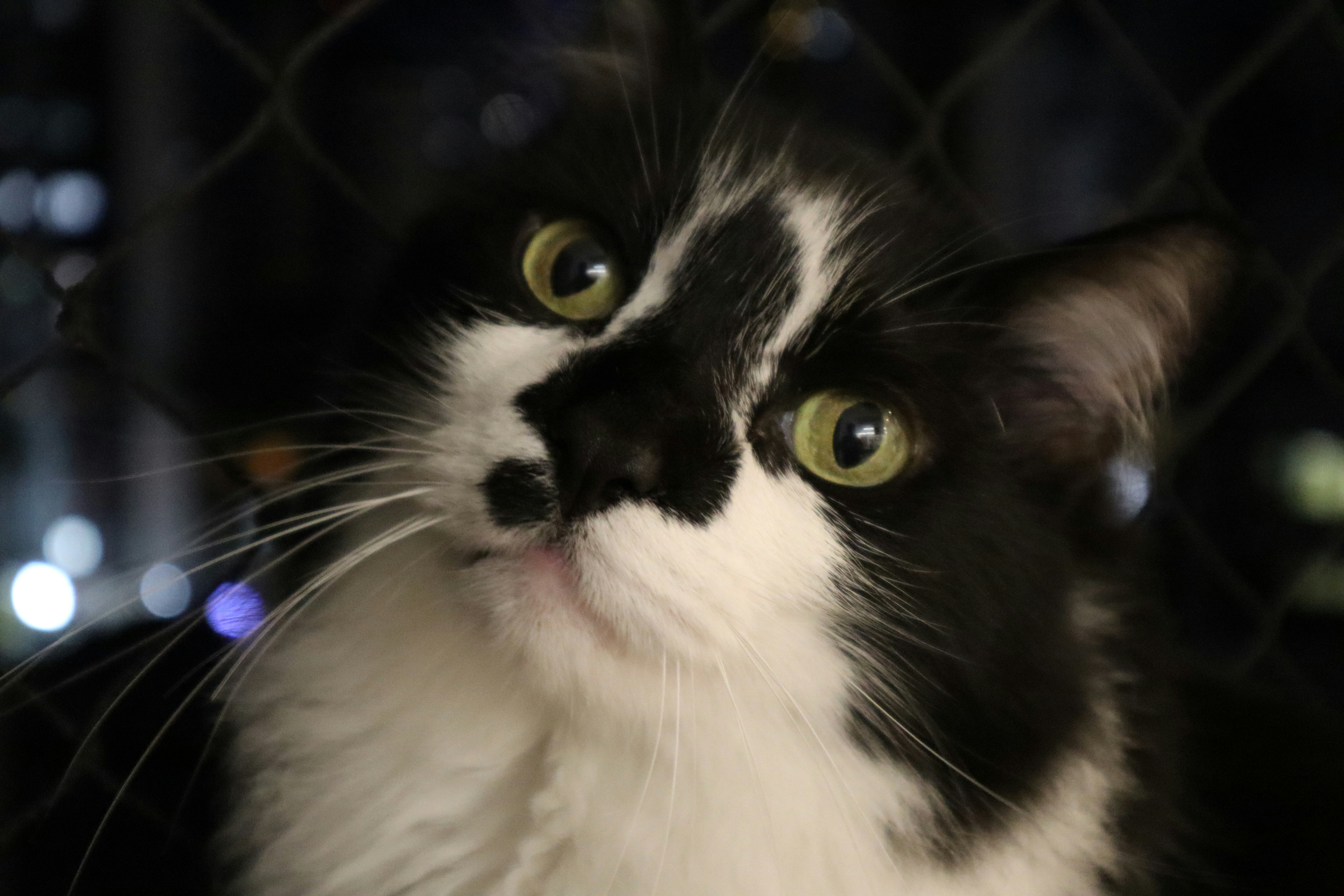 Emerald Gaze in the Dark: Close-Up Portrait of a Black-and-White Cat