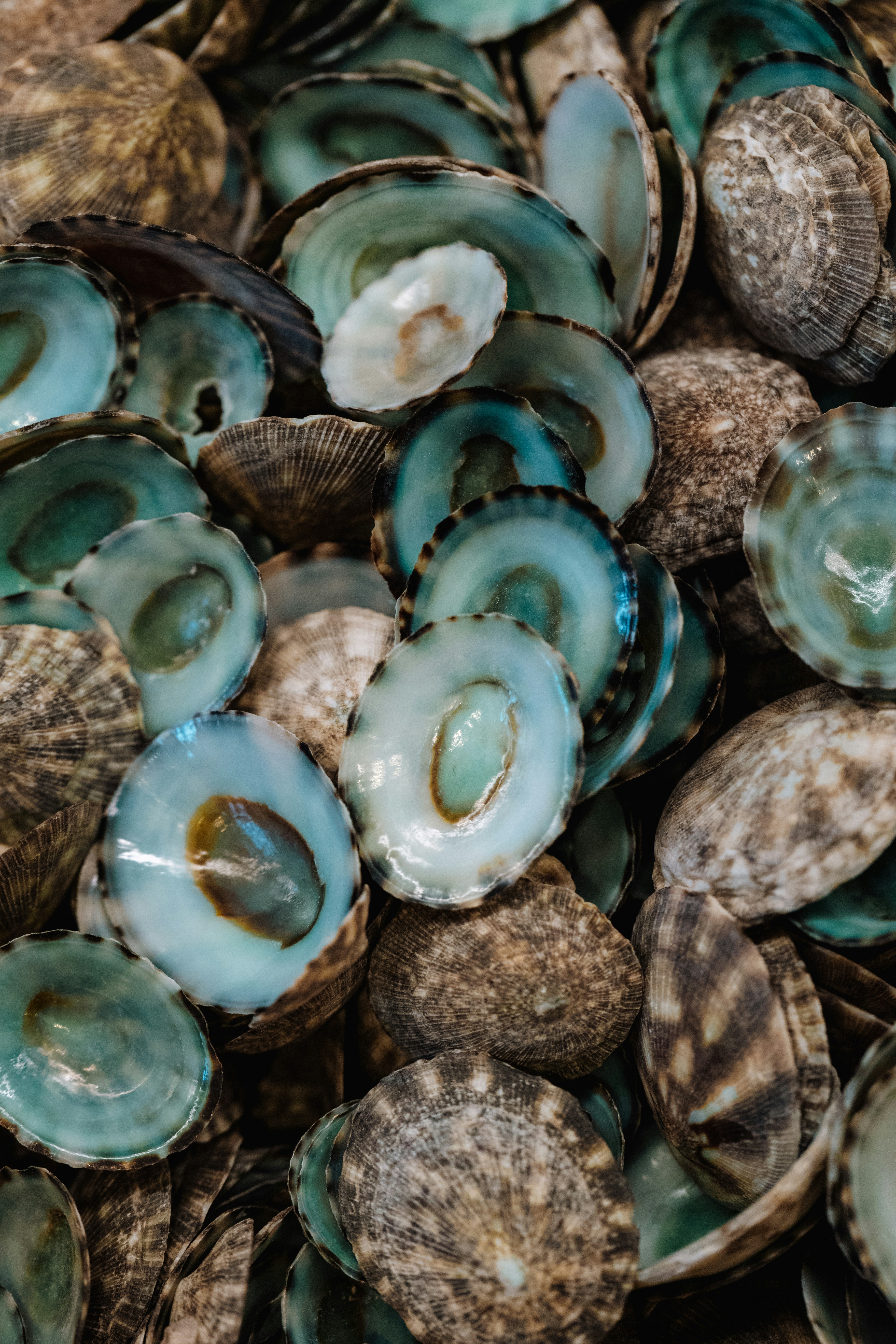 A Tide of Turquoise: Iridescent Clam Shells in Sunset Light