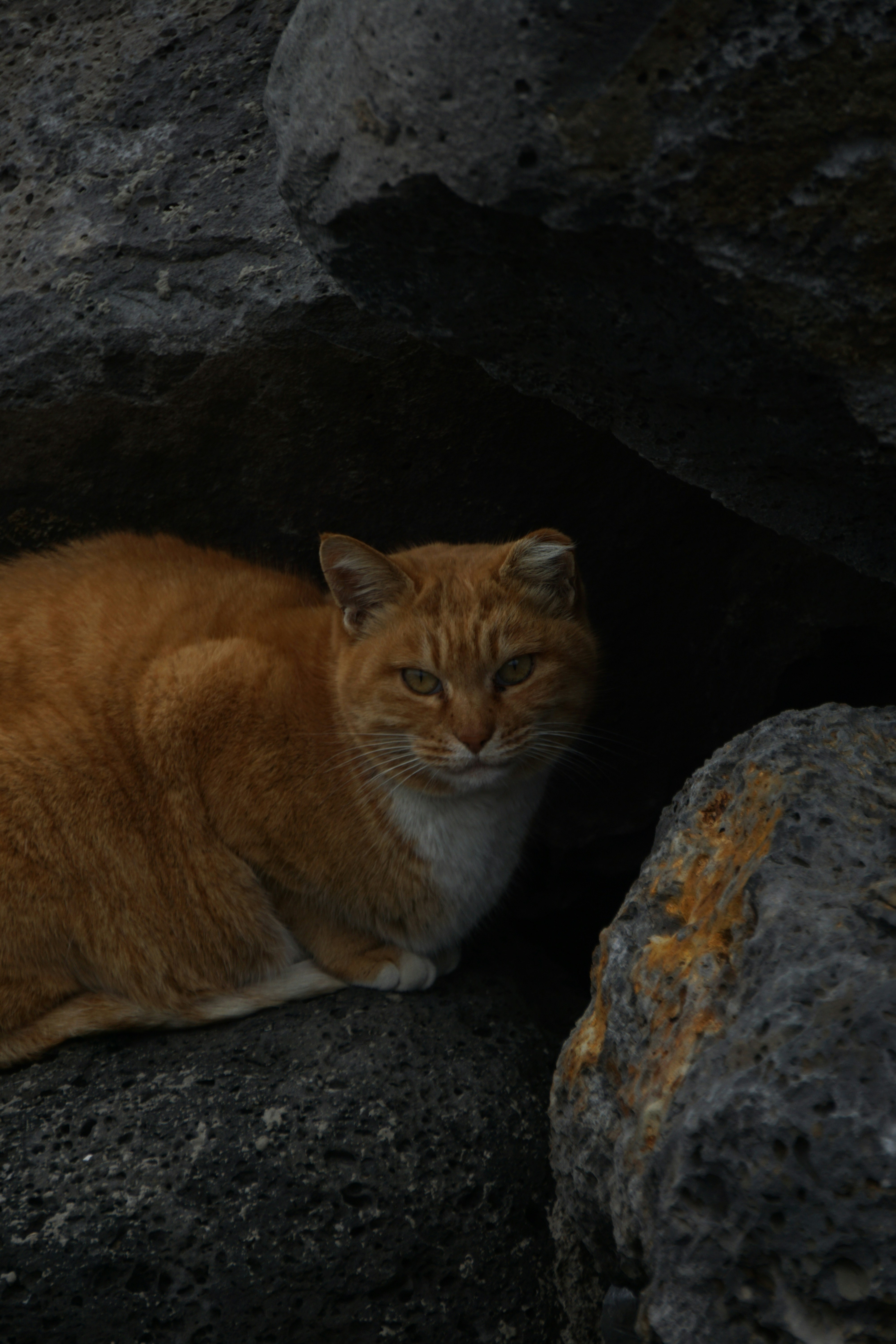 Amber Recluse: Ginger Cat Nestled in a Basalt Hollow