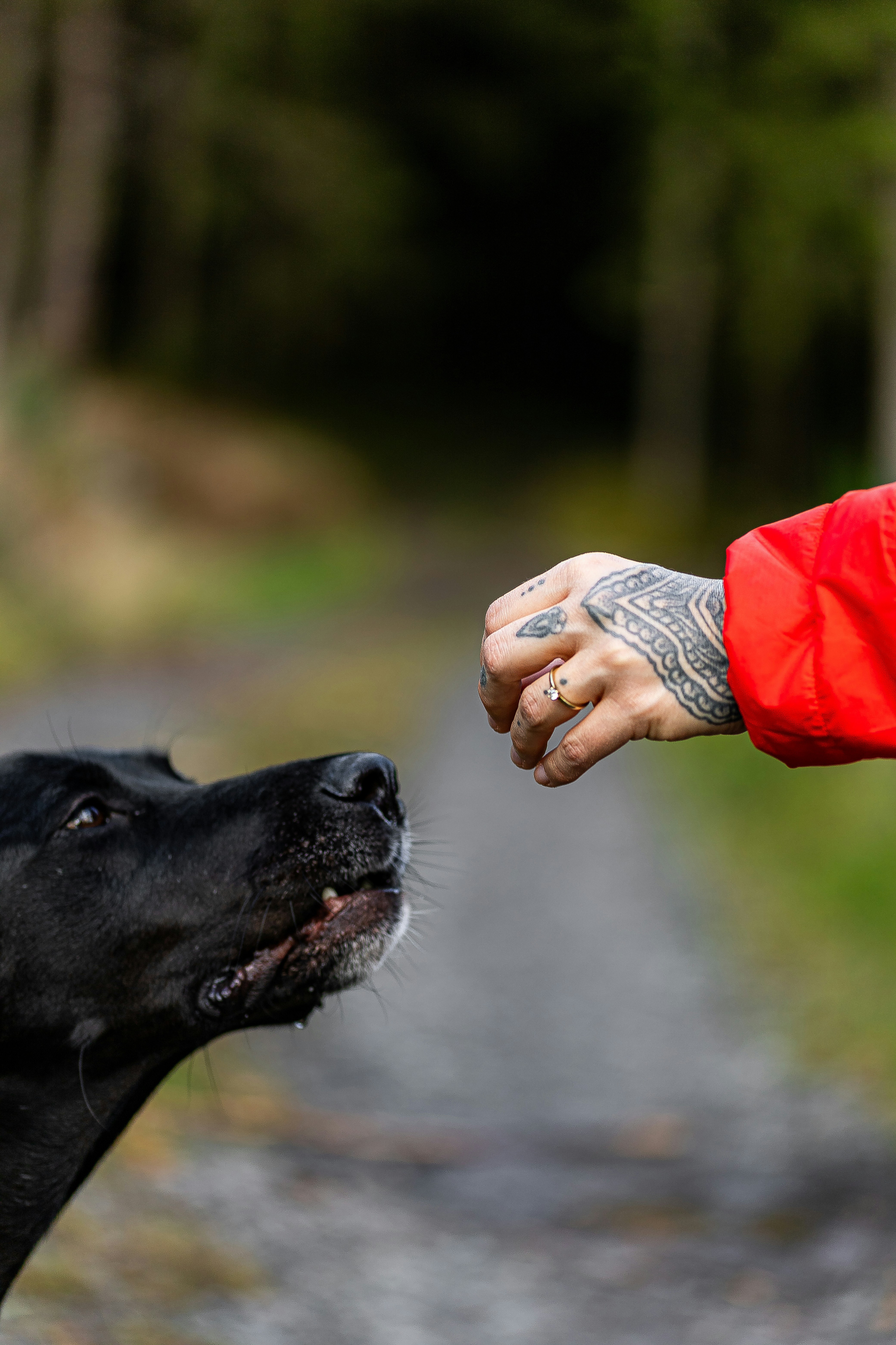 Treat Moment on a Forest Path: Black Lab's Curious Gaze