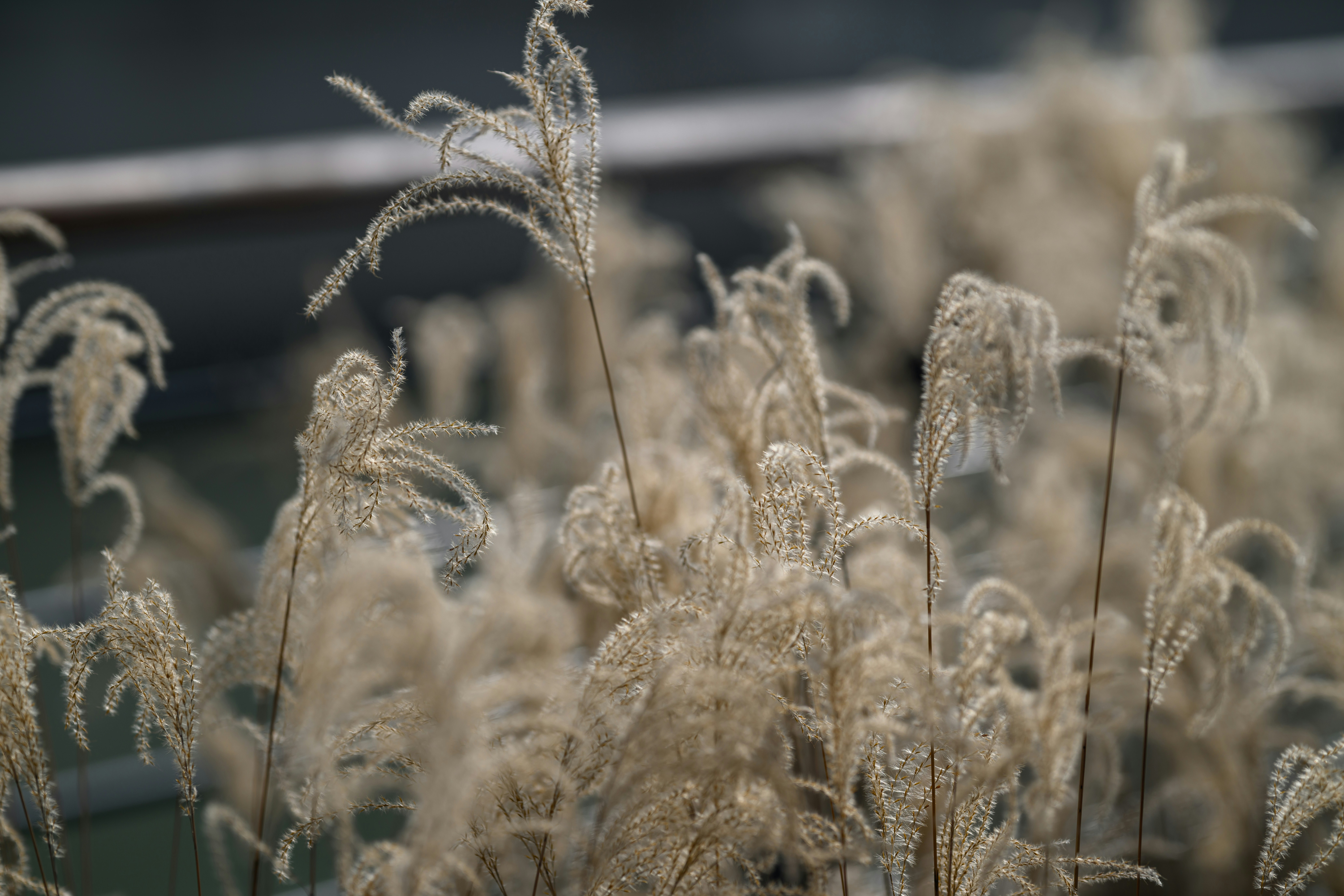 Golden Plume Rush: Sunlit Seed Heads Against a Quiet Shore