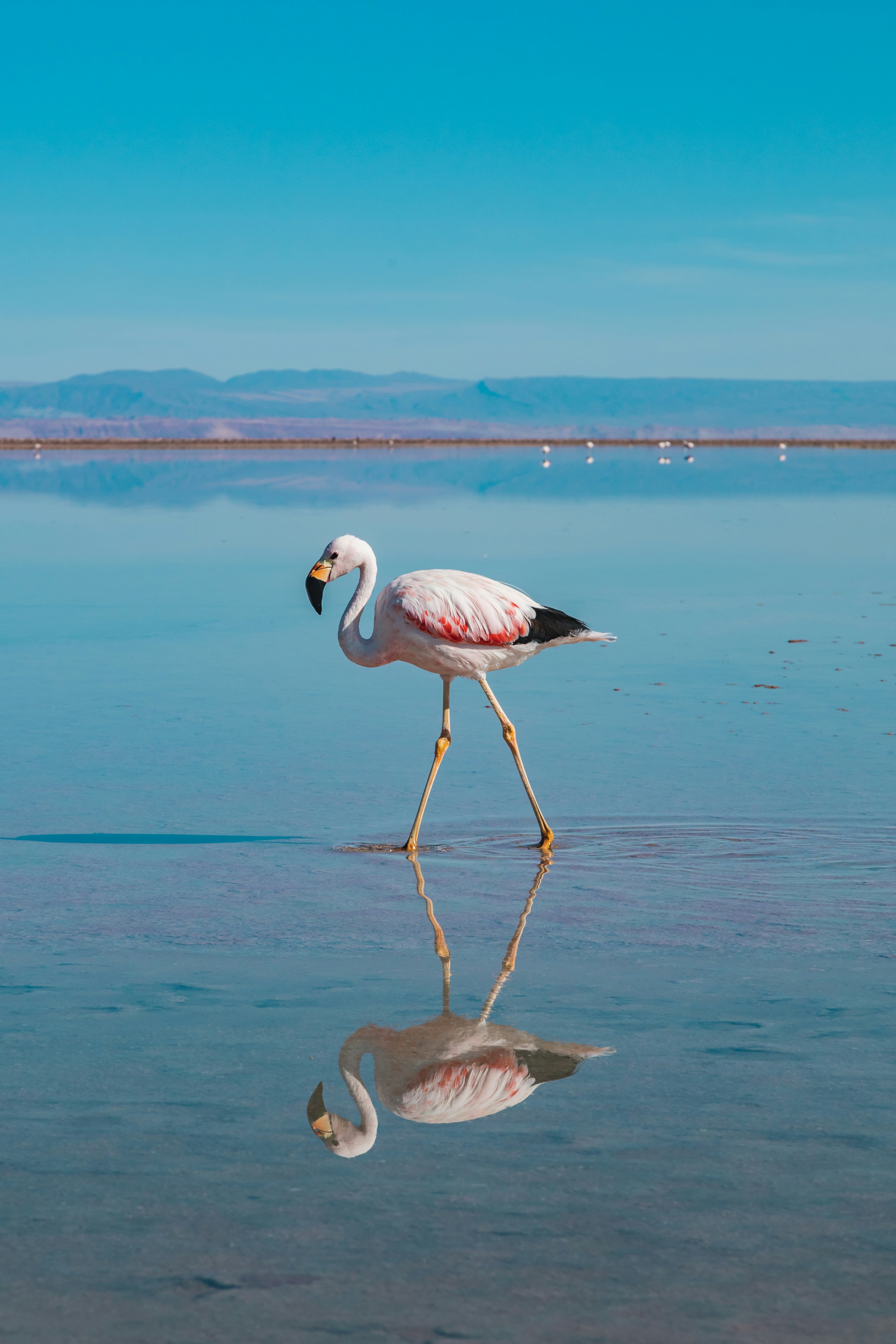 Blue Mirror, Pink Silhouette: Flamingo on a Glassy Lake