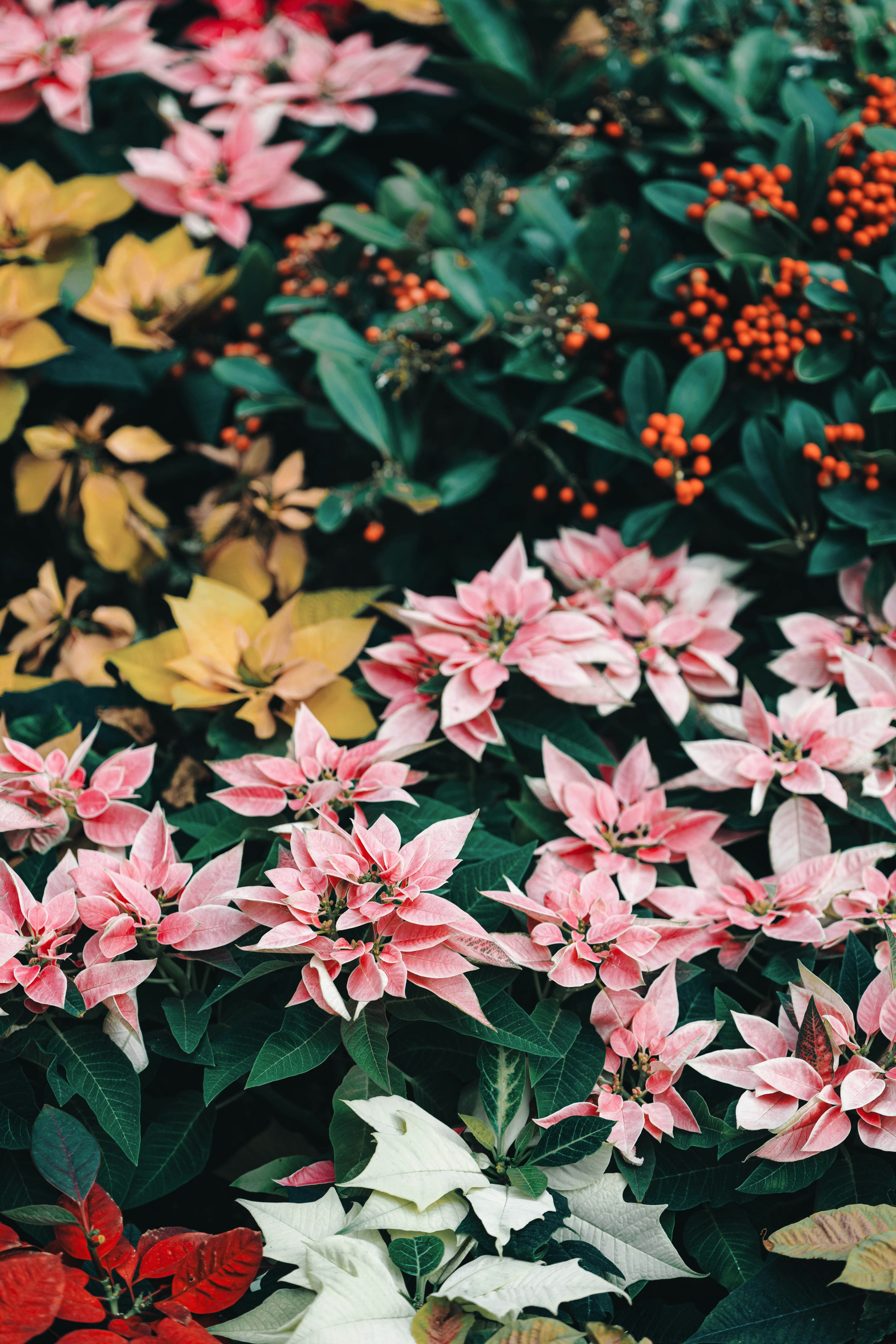 A Tapestry of Blossoms: Nature's Color Palette