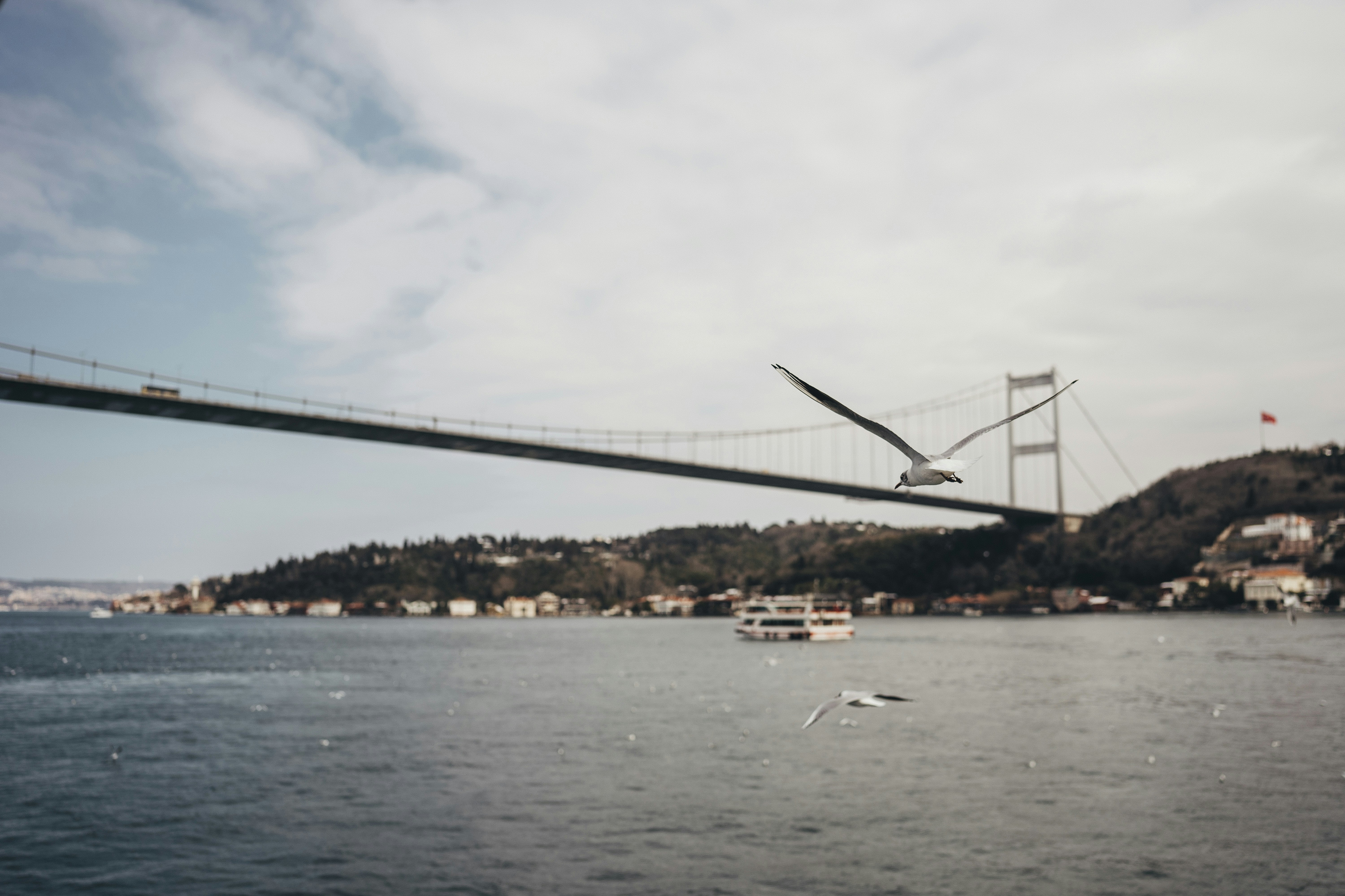 Seagulls over the span: a coastal bridge scene