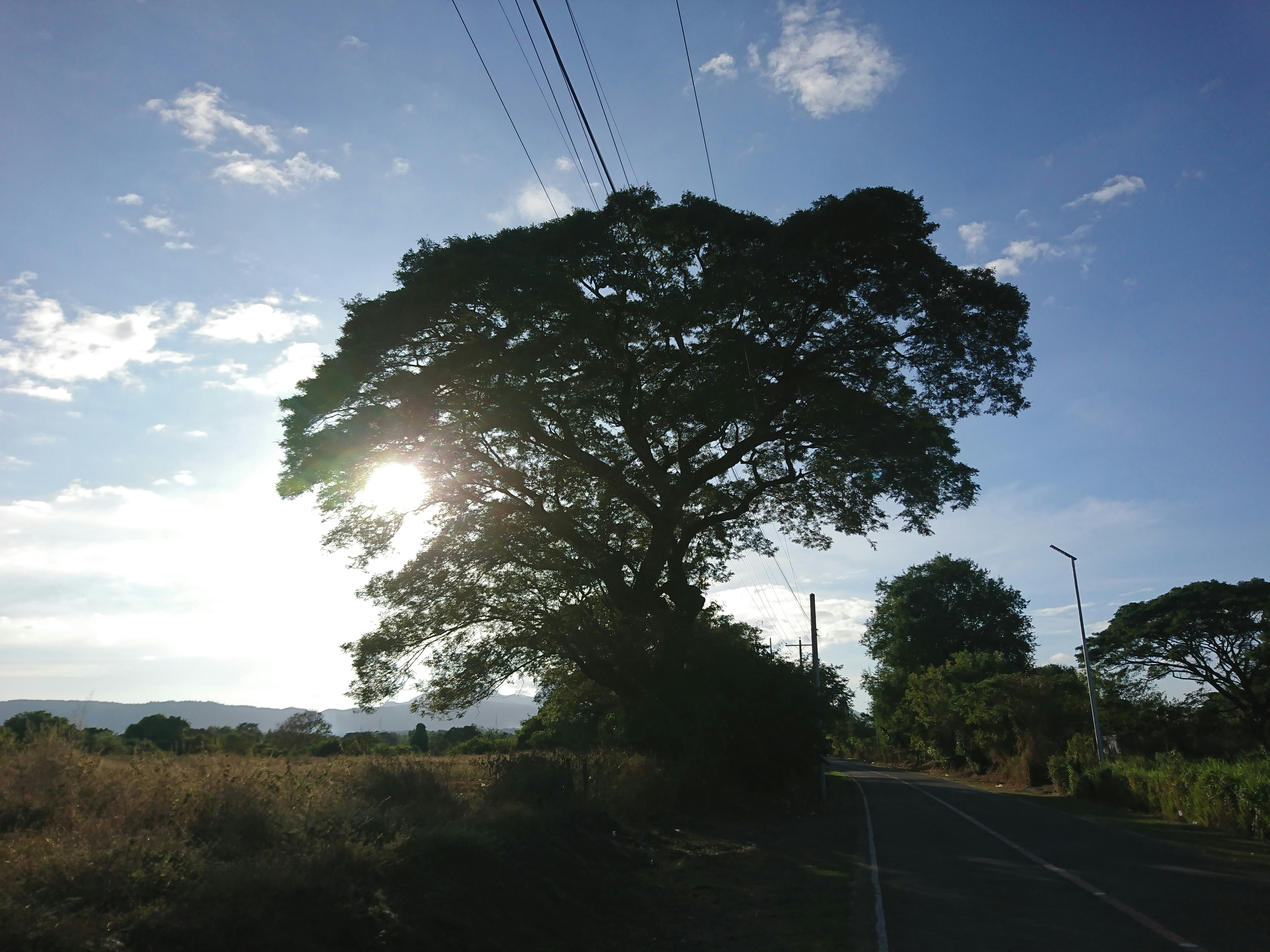 A solitary oak dominates a rural scene beside a narrow road under a bright sky, with sun peeking through the branches and power lines crossing the frame.