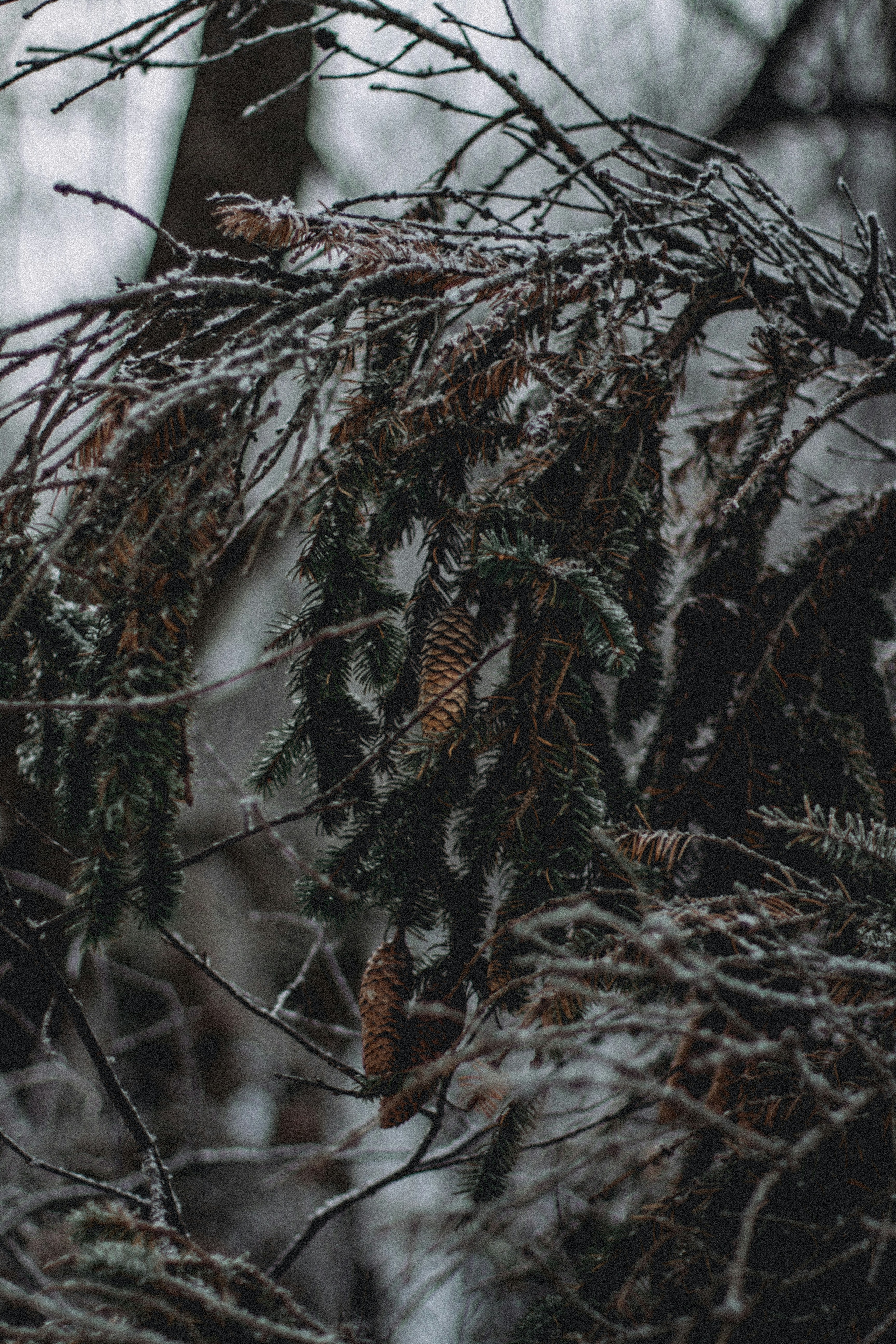 Winter Ferns: Snow-Capped Branches Weaving Through a Quiet Forest