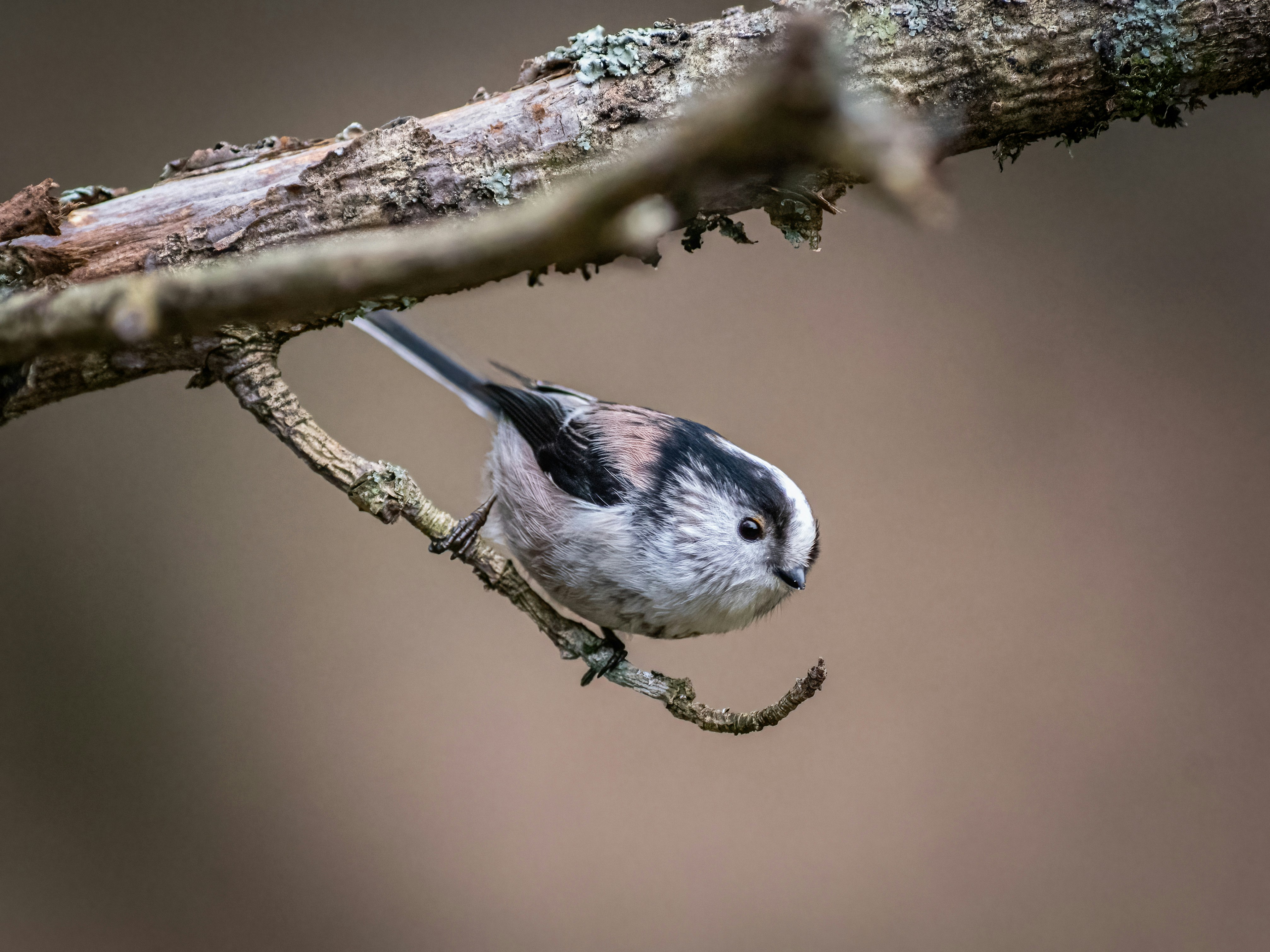 A small bird perched on a branch of a tree photo – Free Cutest bird ...
