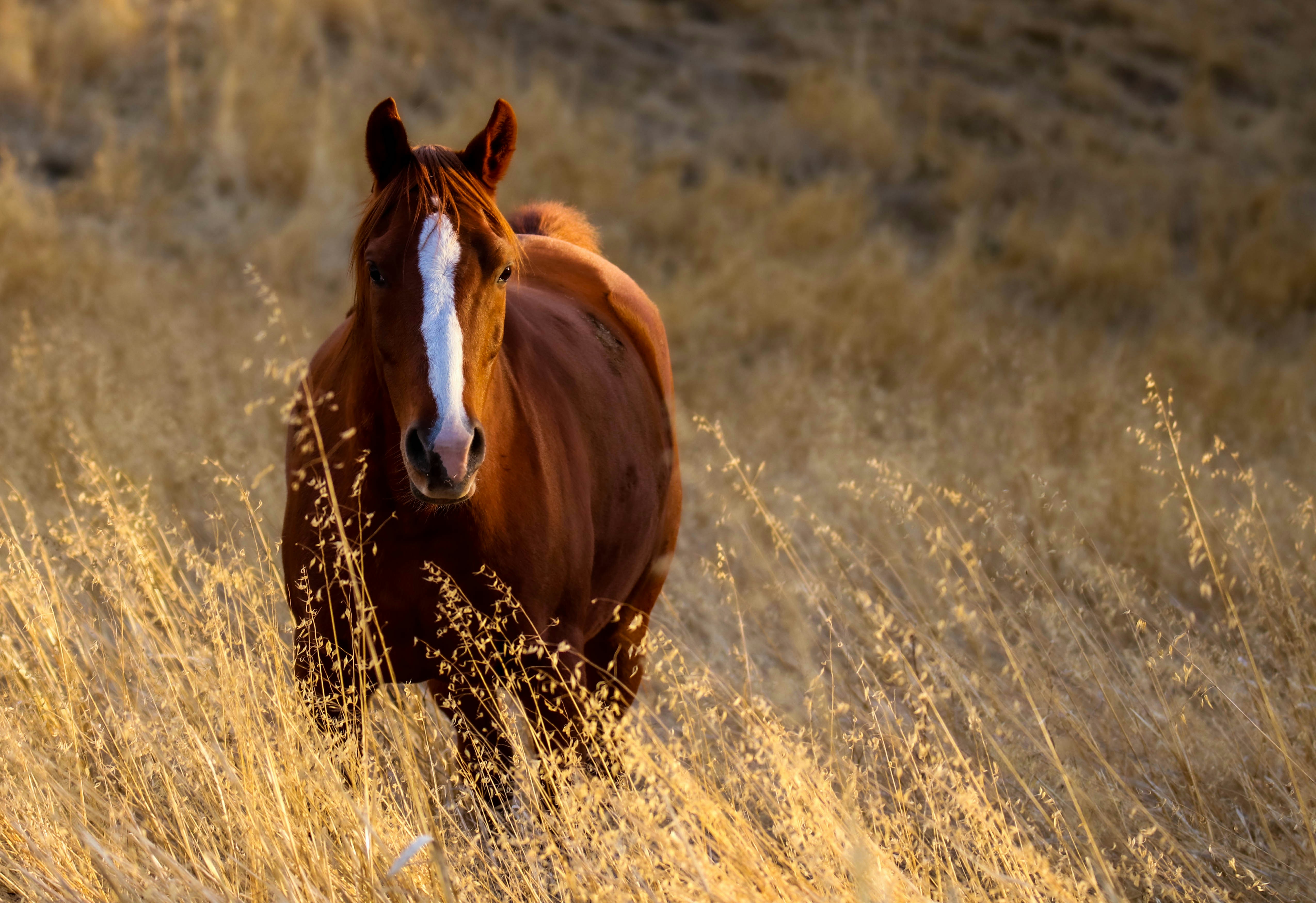 A brown horse standing on top of a dry grass field photo – Free Animal ...