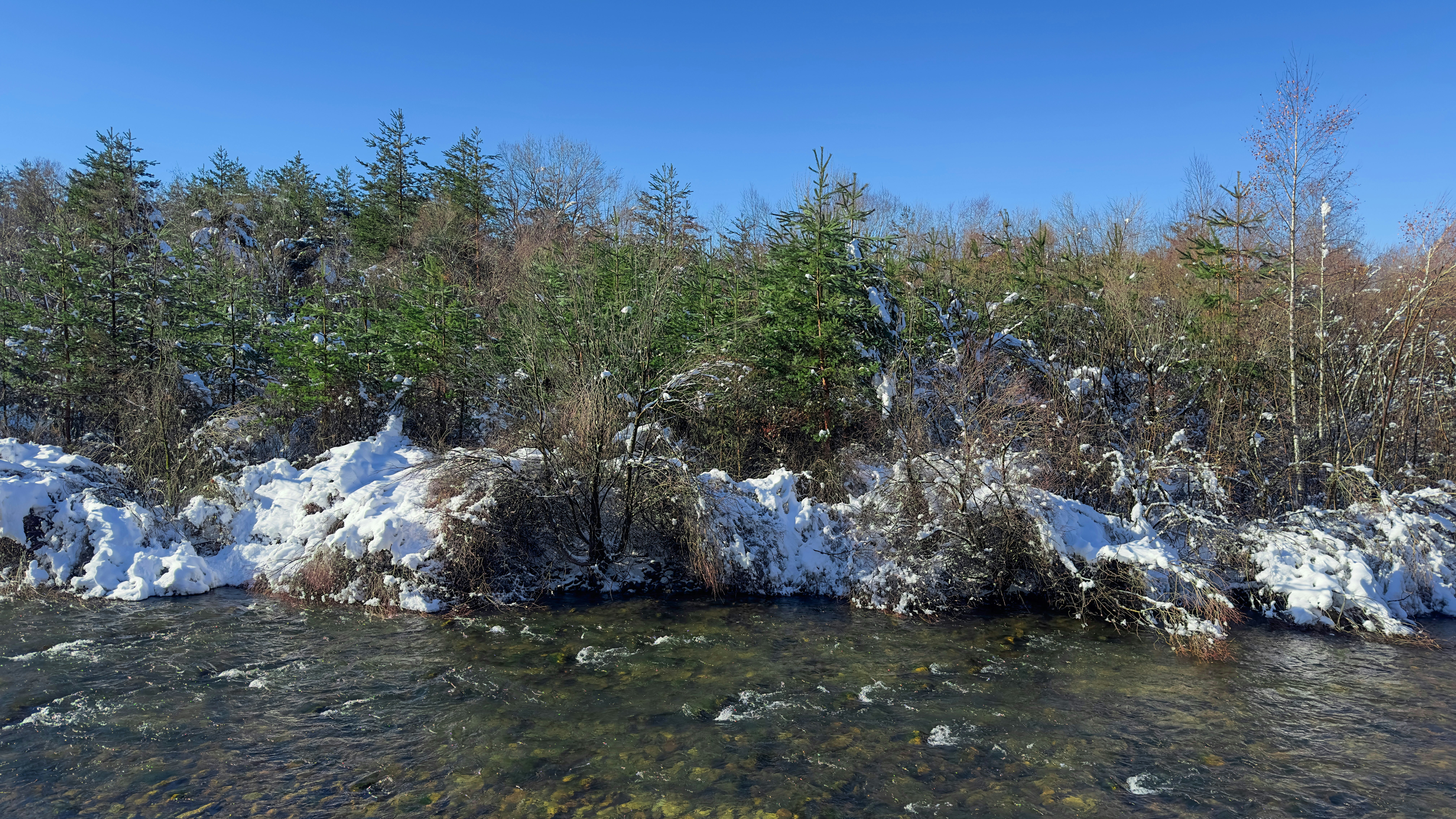 Snowbound Edge: Pines Framing a Rushing Riverscape Under a Crystal Sky