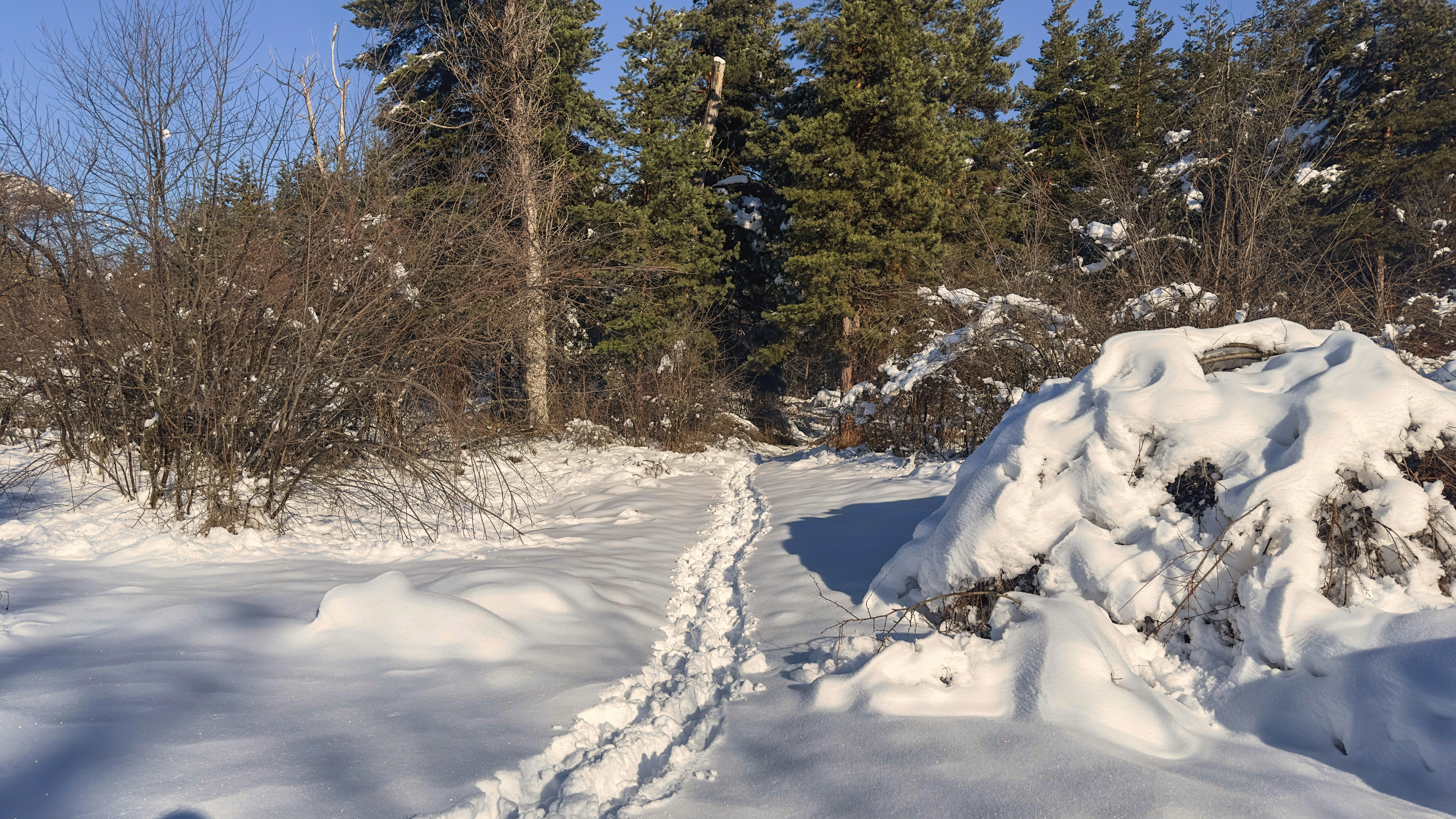 Footpath Through a Snowbound Pinescape Beneath Quiet Winter Light