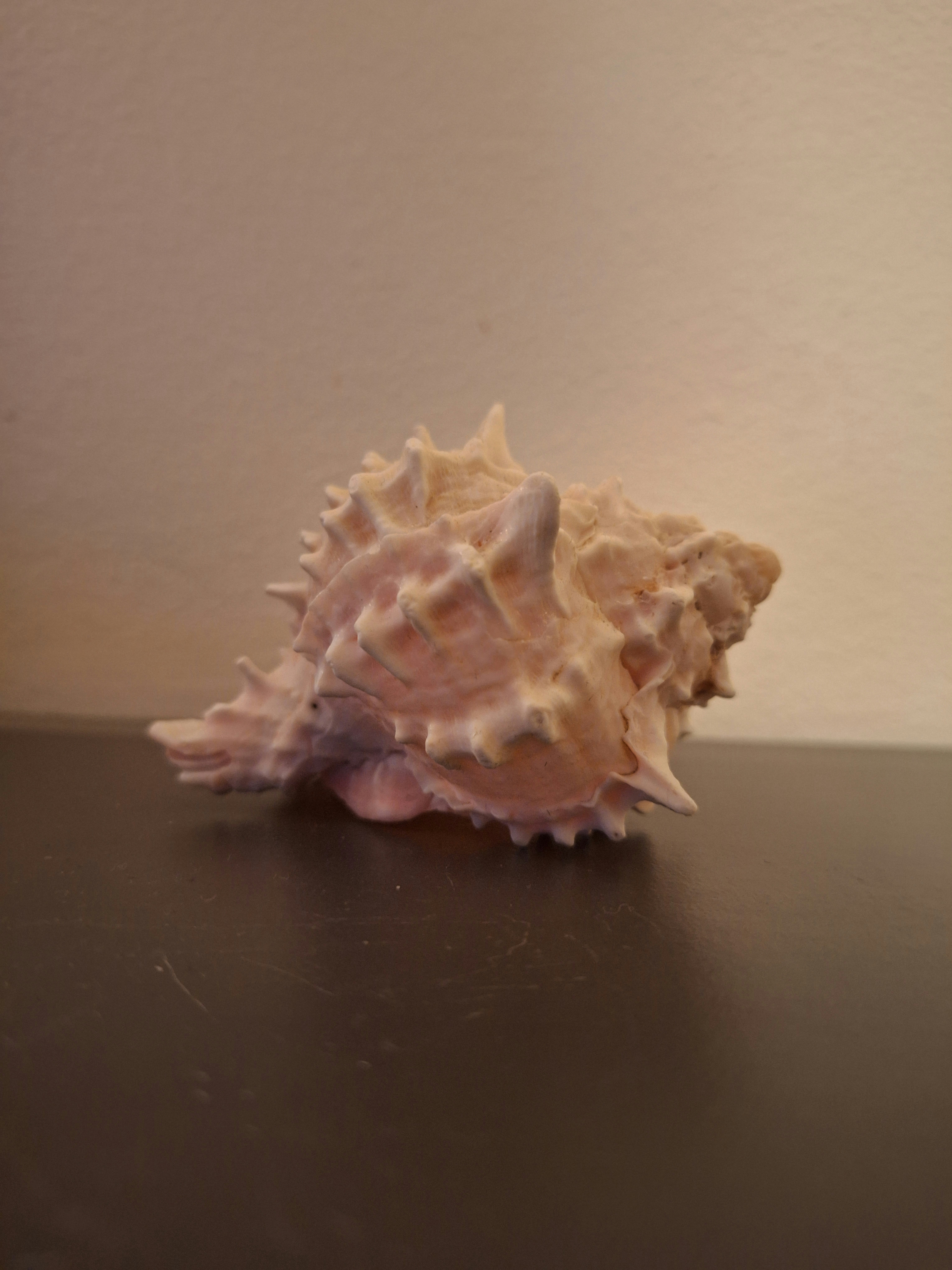 Spiky Seashell in Soft Focus Studio Light