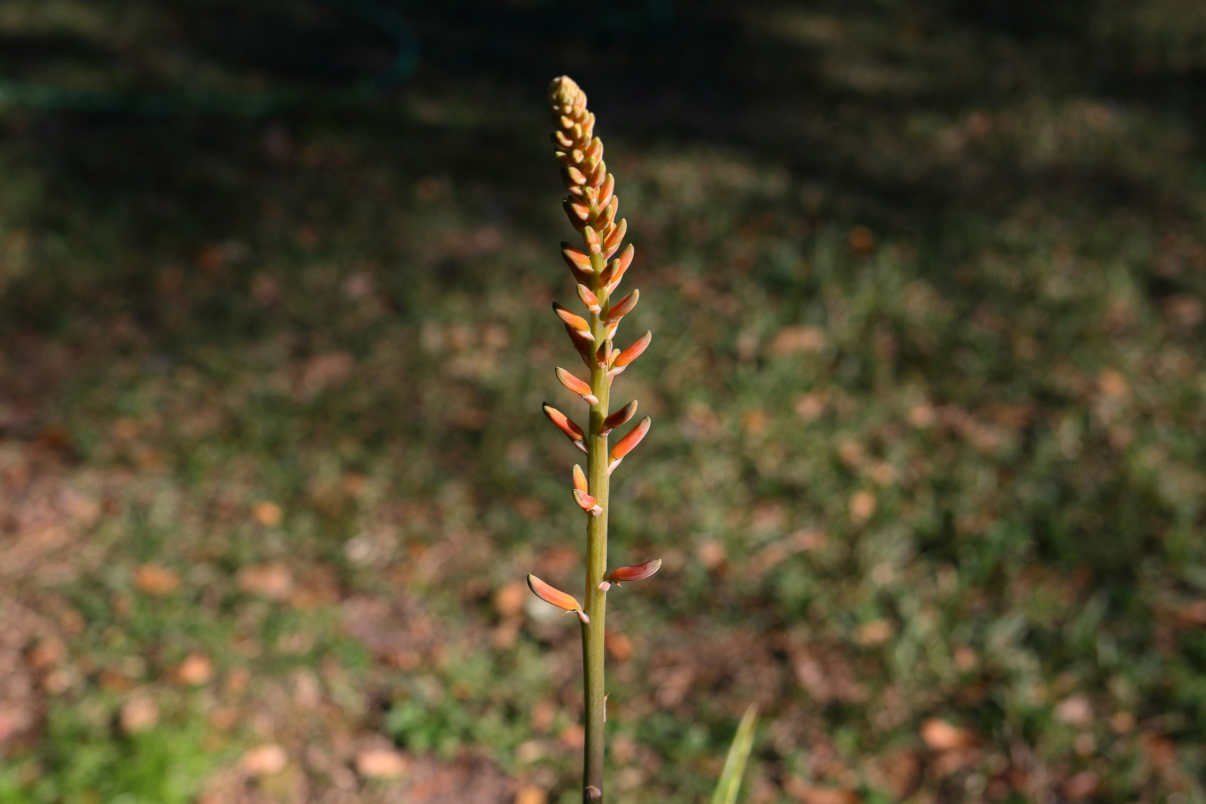 Lone Inflorescence Rising Through Velvet Bokeh
