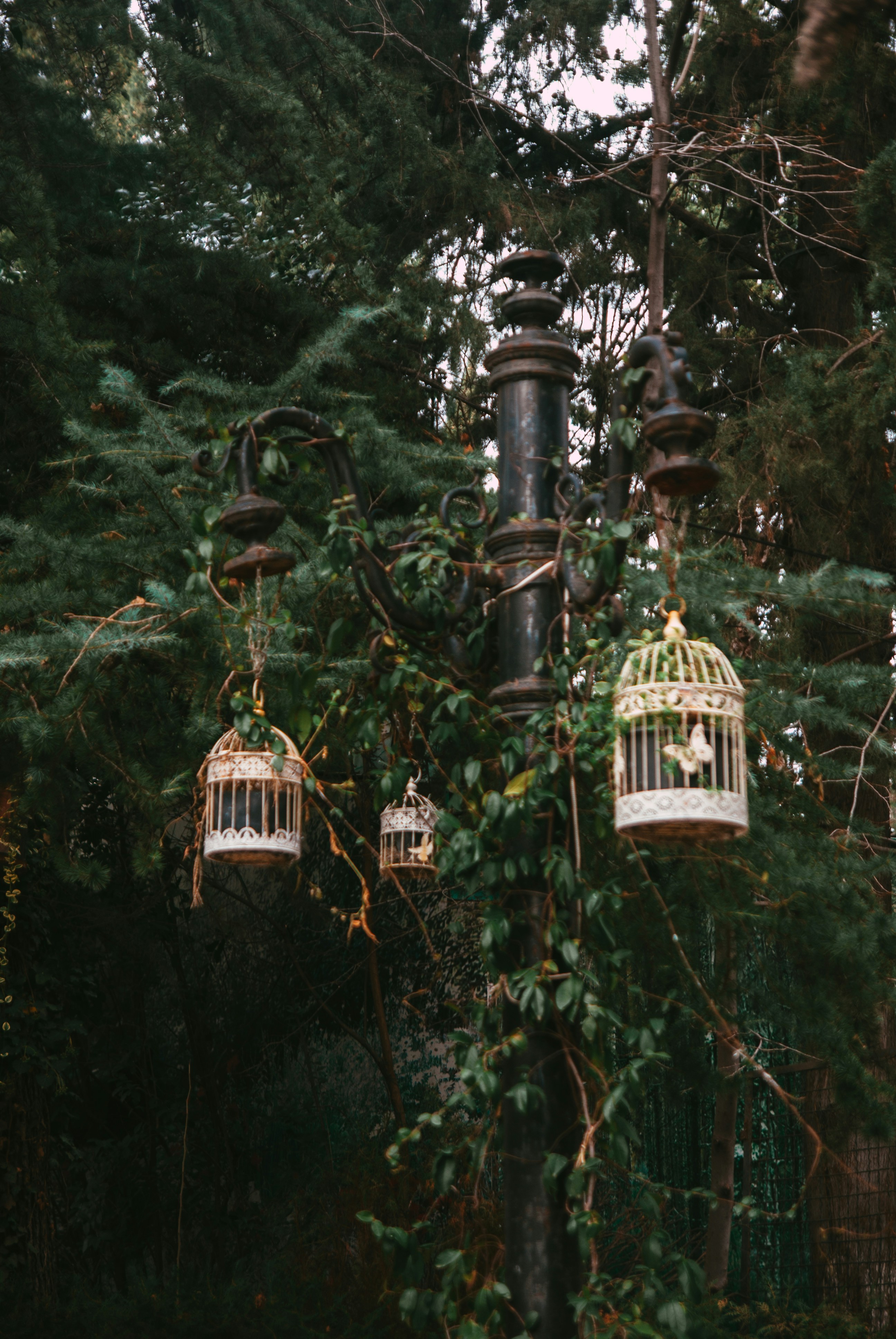 Three Lanterns in a Moss-Kissed Lamppost Veiled by Ivy