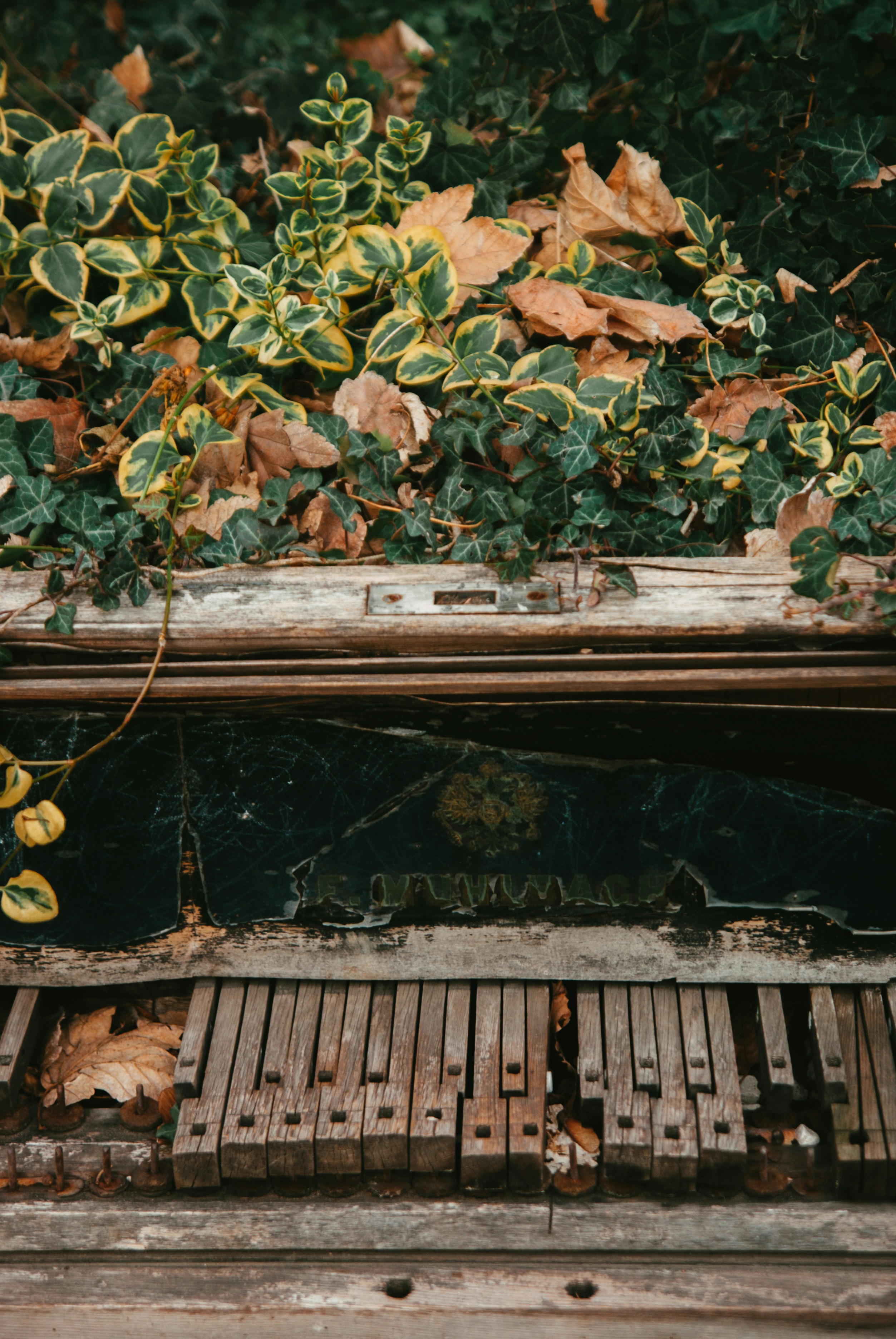 Overgrown Keys: A Silent Staircase to Decay