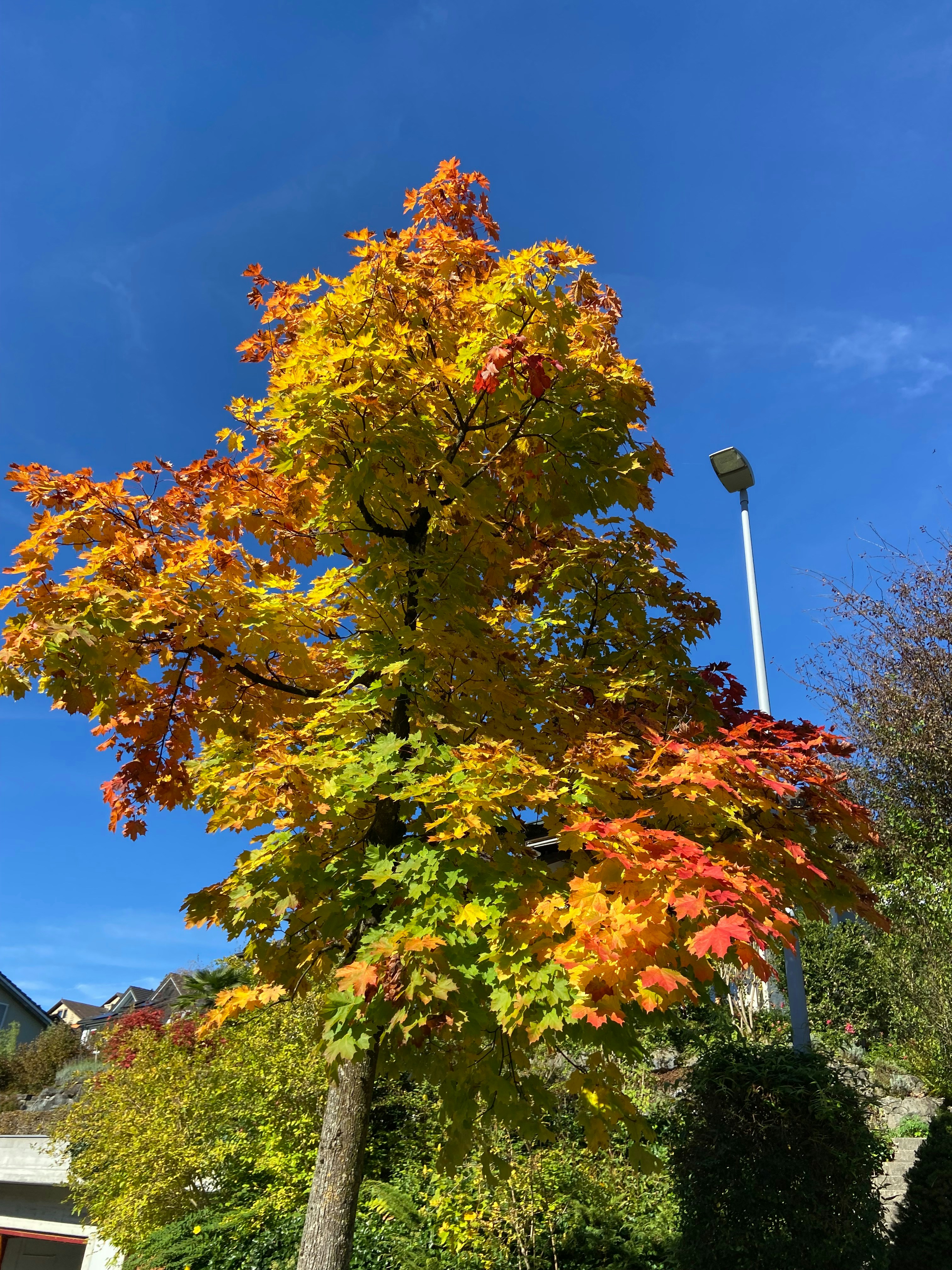 Blue-Sky Maple: Autumn Fire Along a Quiet Suburban Street