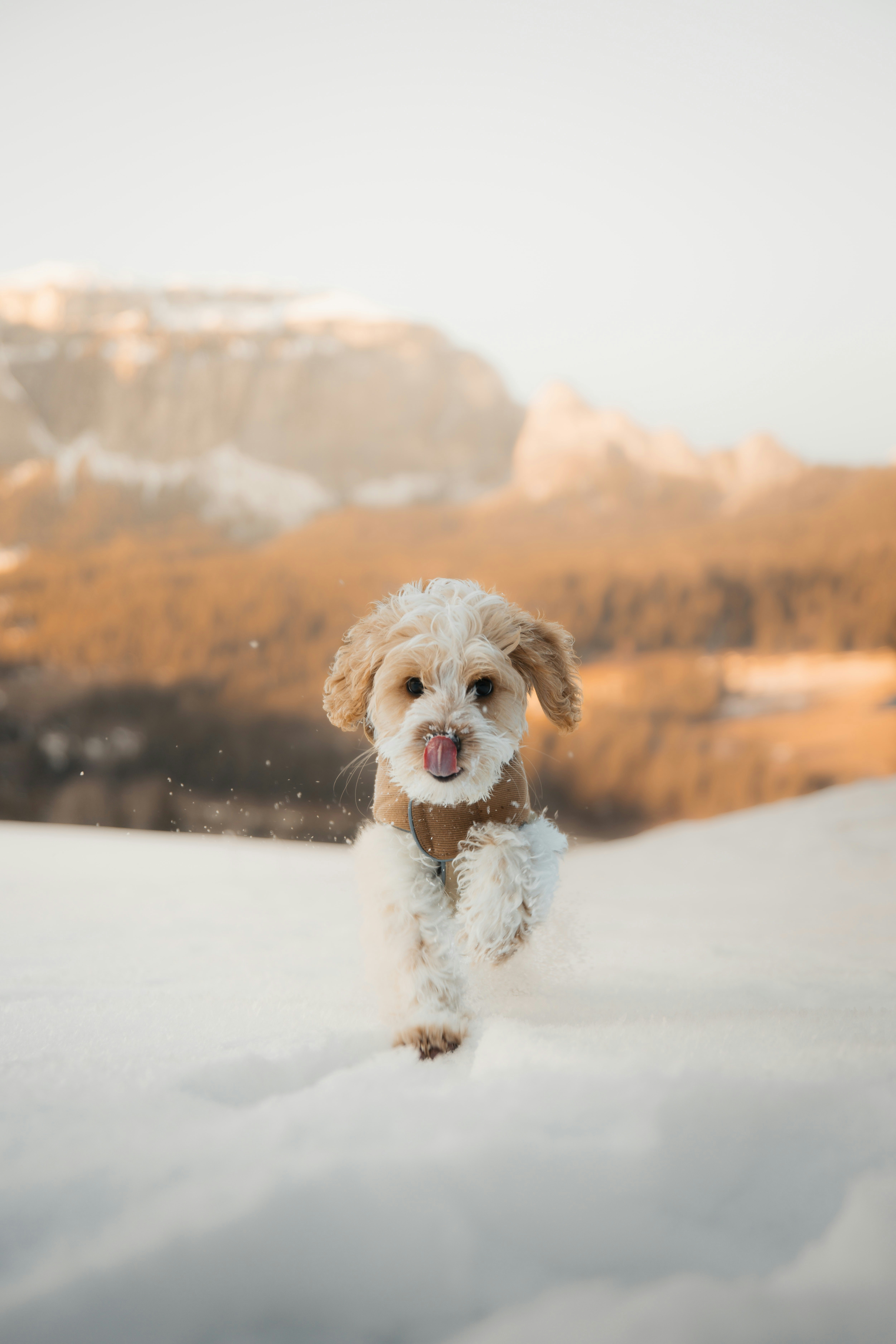 Puppy sprinting through fresh snow against a sunlit alpine backdrop