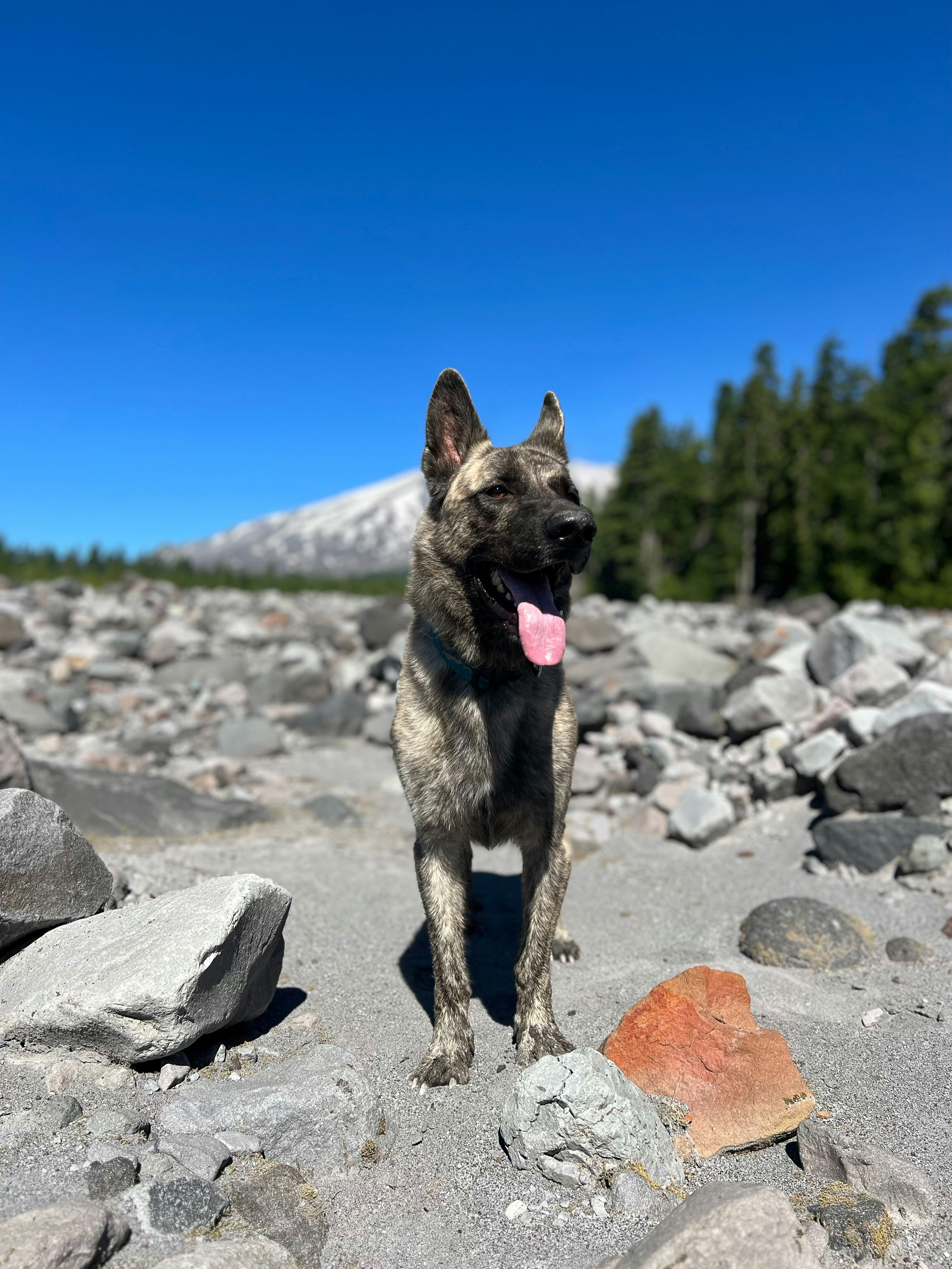 Glacier-Pebble Vigil: A Dog on the Rugged Shore