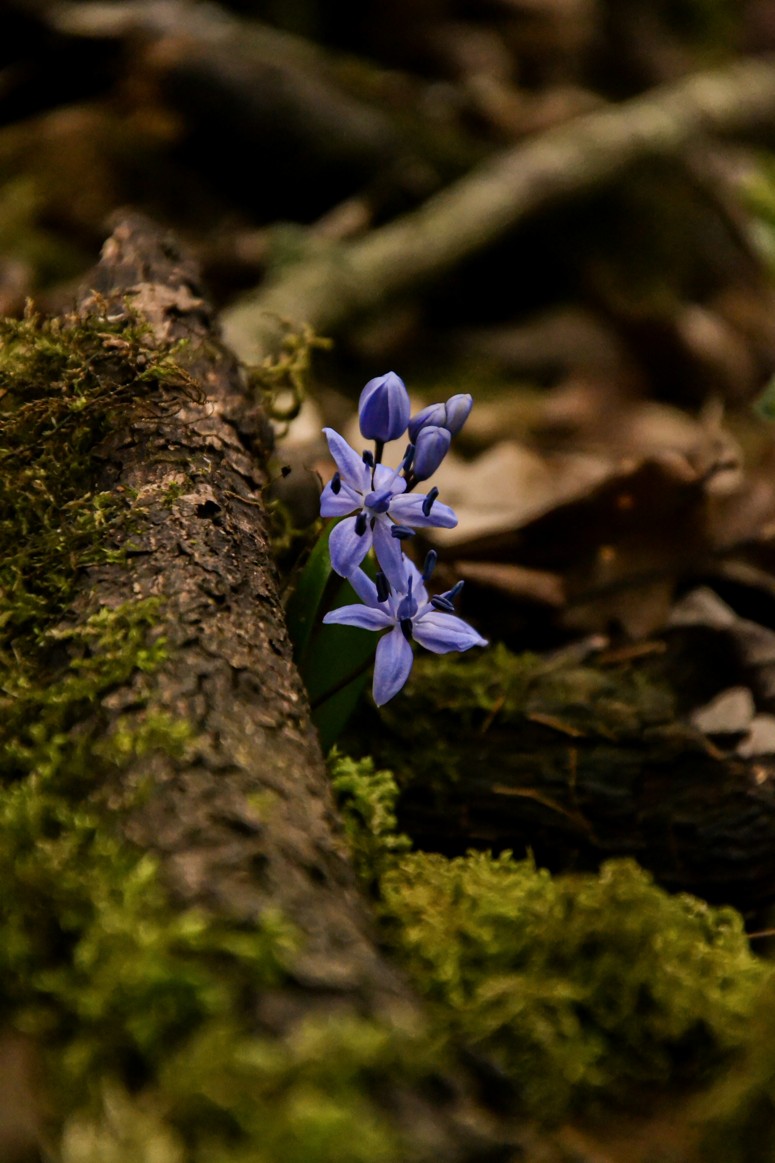Bluebell peeking from the moss: a forest heartbeat