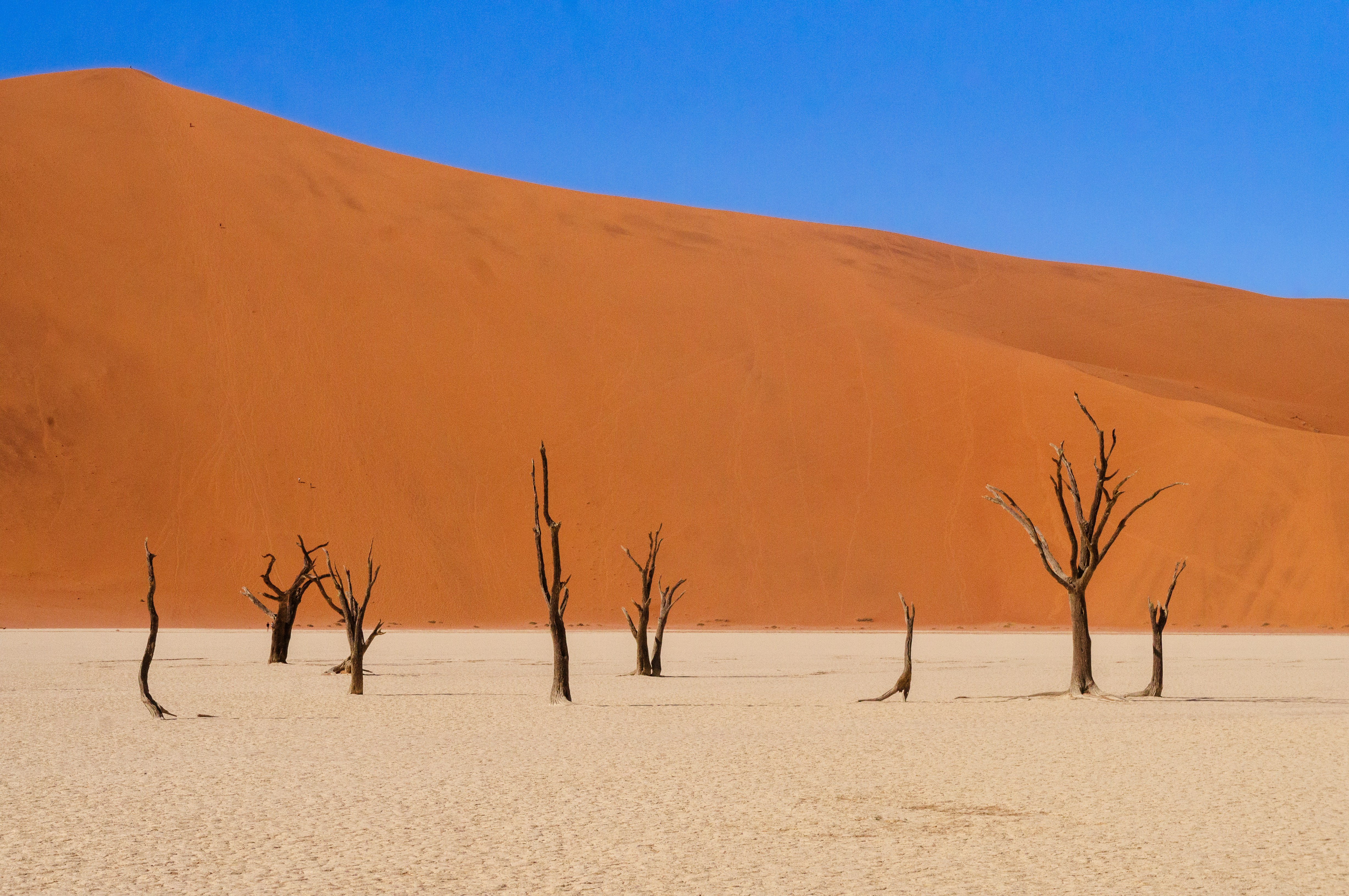 a group of dead trees standing in the middle of a desertKyle Hinkson