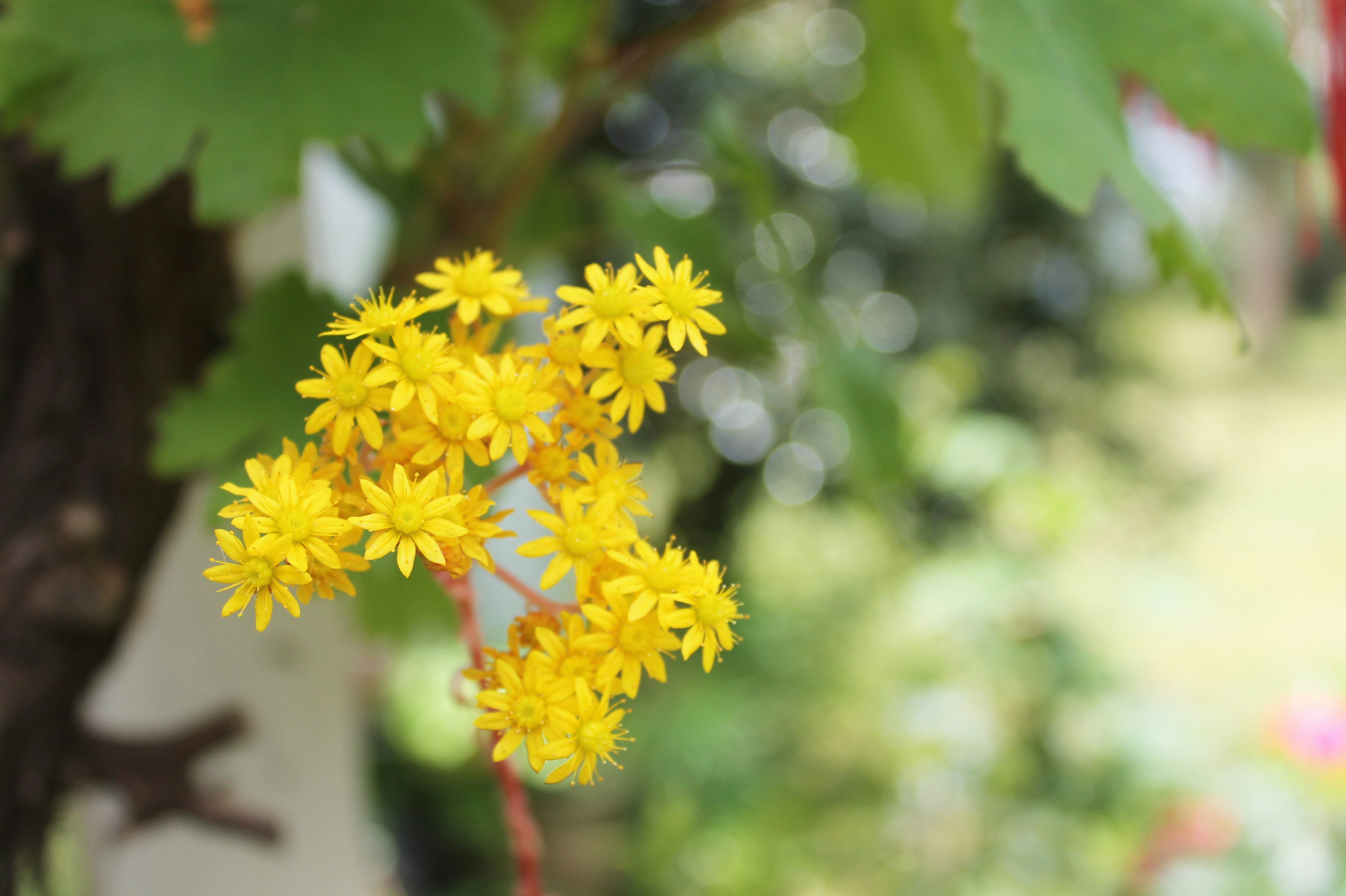 Sunlit Yellow Cluster: A Quiet Spring Bloom in Focus