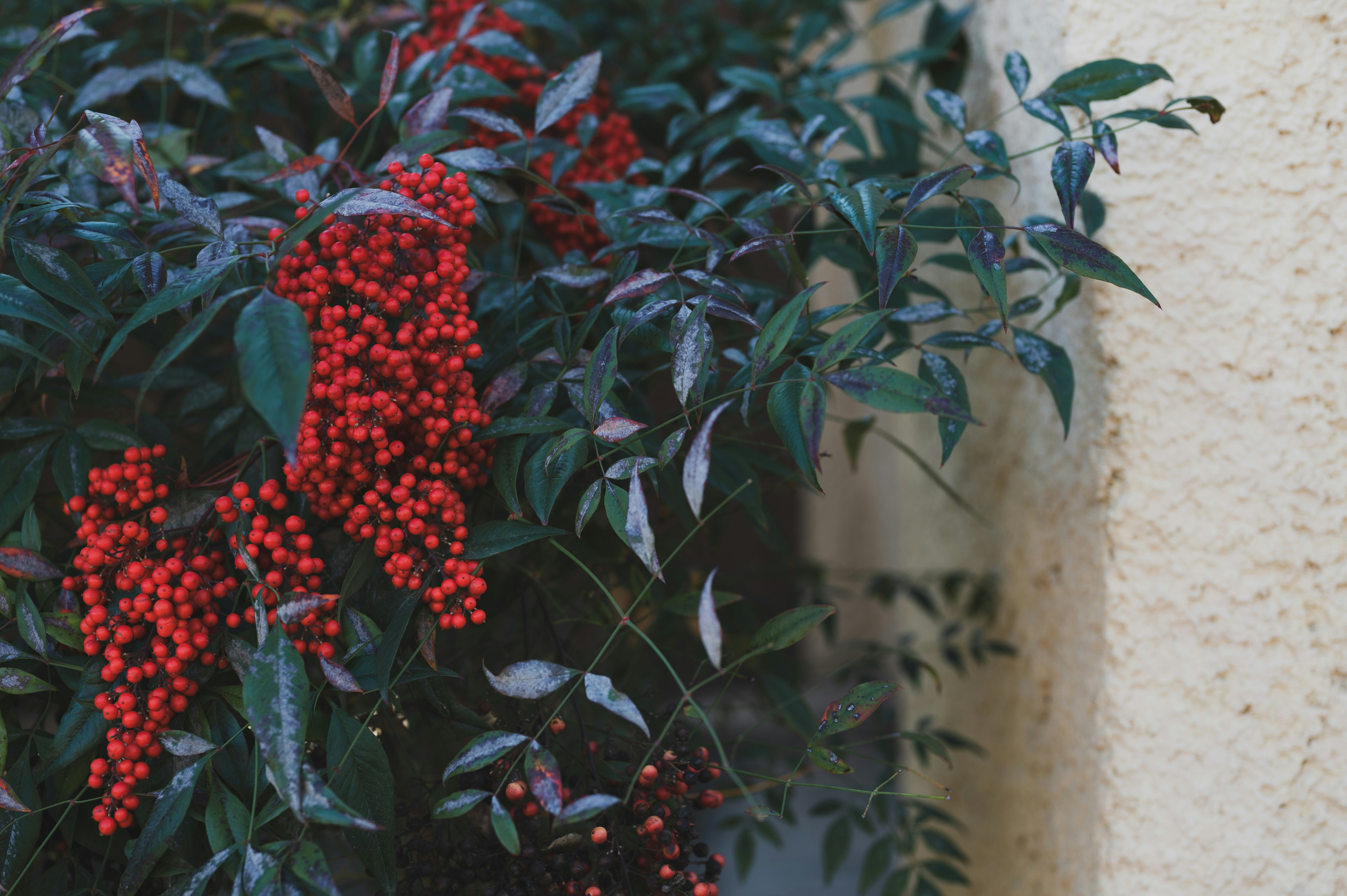 Crimson Berries Framing Indigo Foliage by a Stucco Wall
