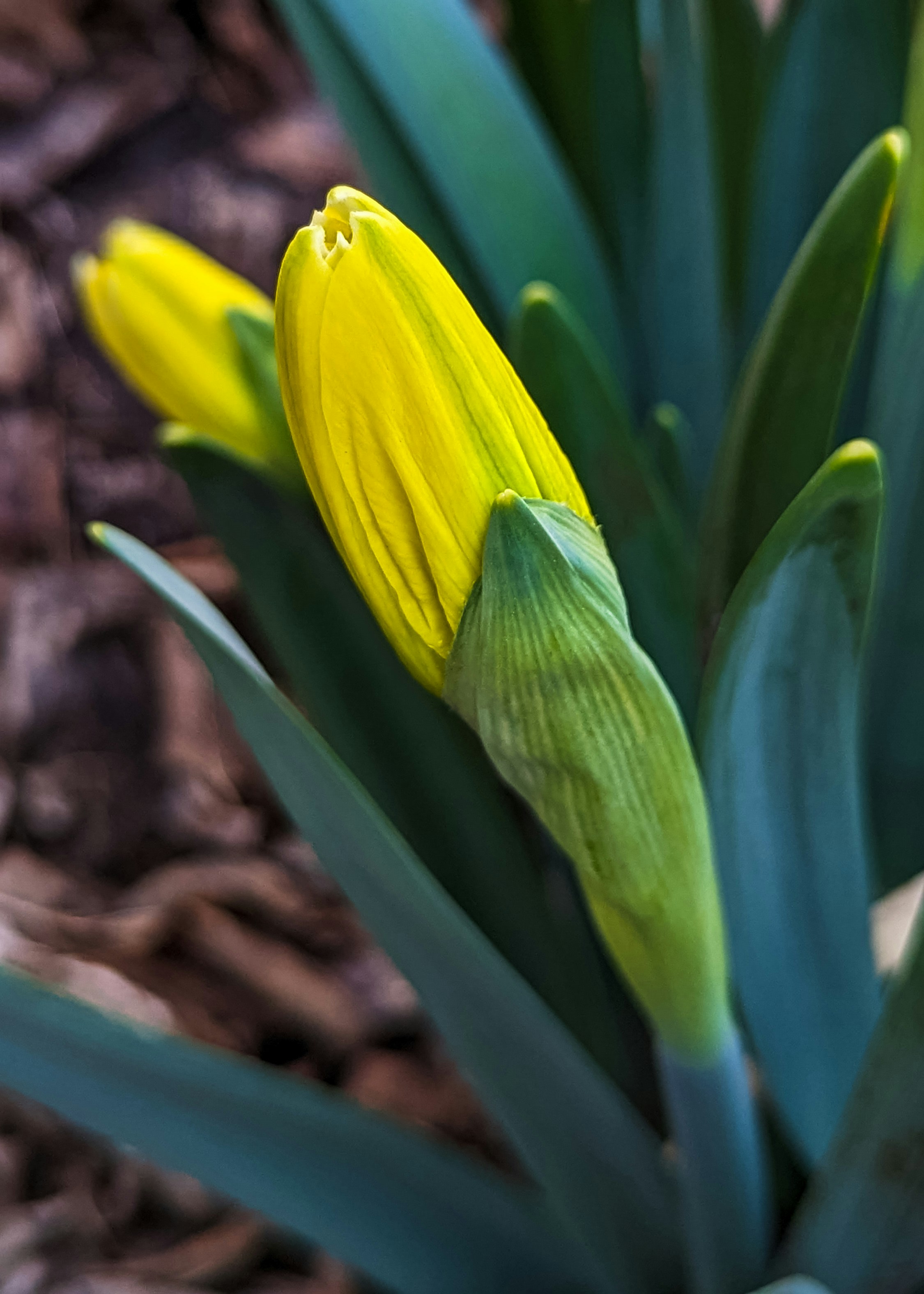 Yellow Tulip Bud Breaks Through Blue-Green Leaves