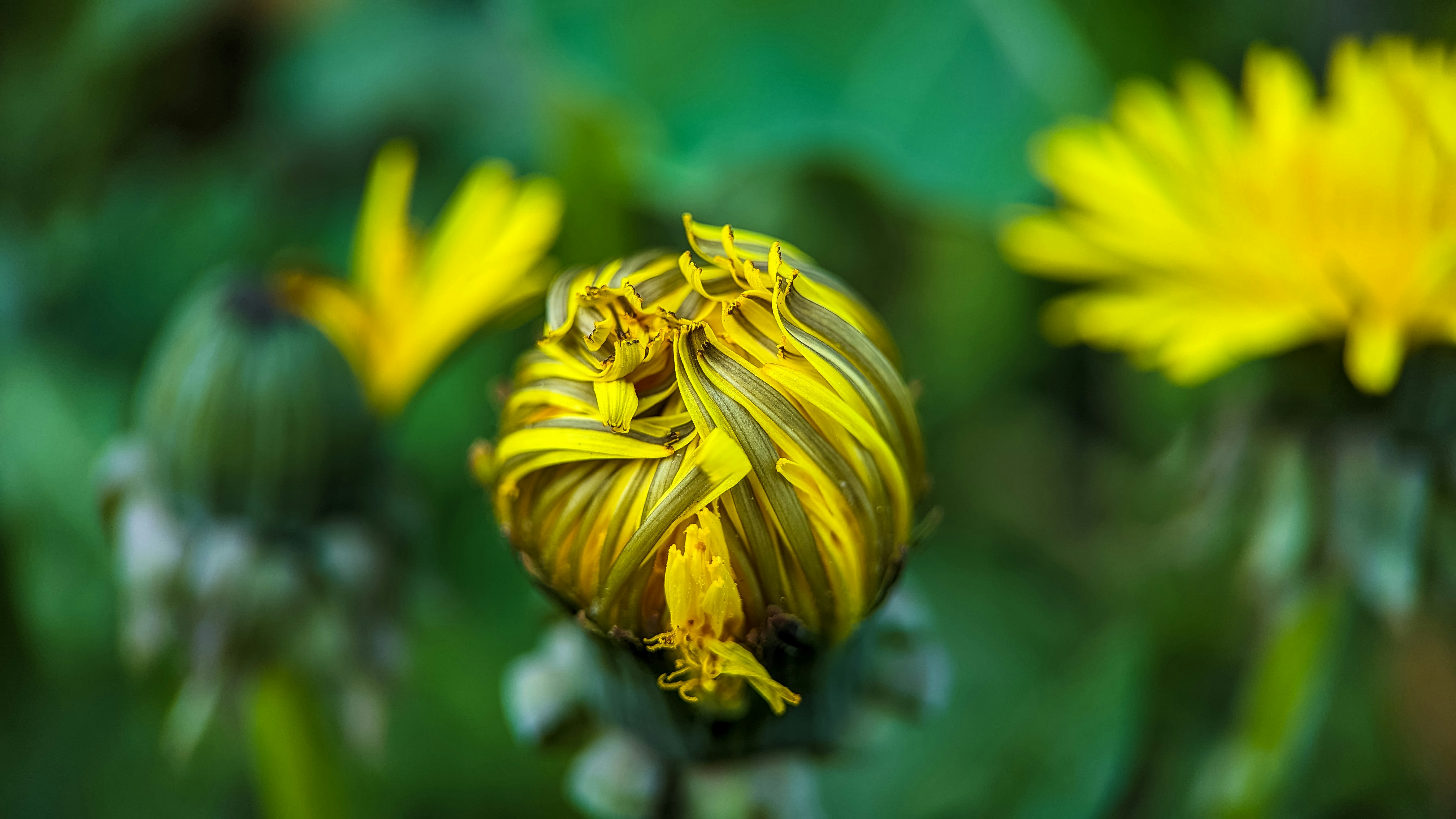 Golden Bud of the Morning: A Bud in Bloom