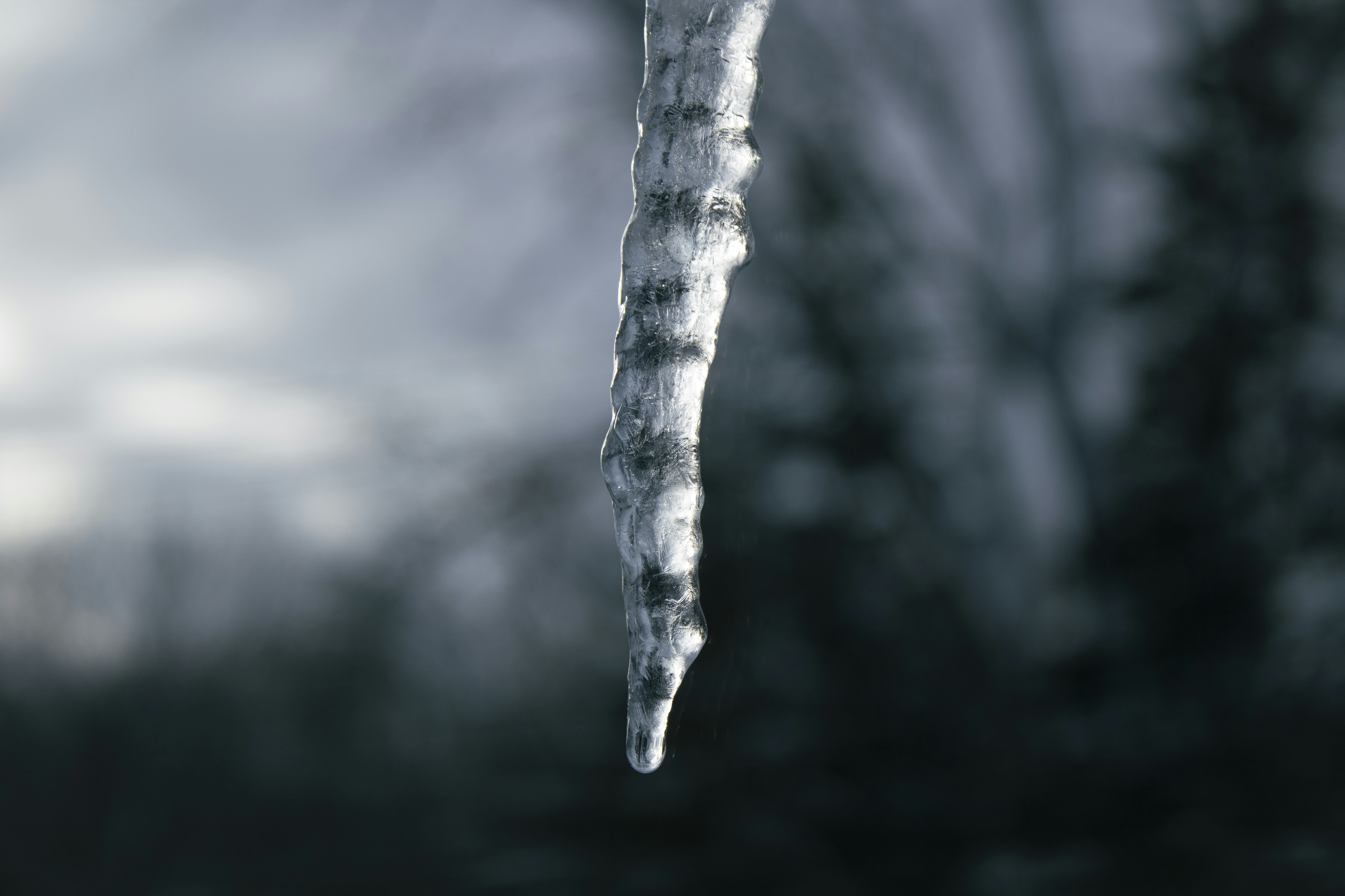 A frozen icicle hanging from a tree branch photo – Free Winter Image on ...