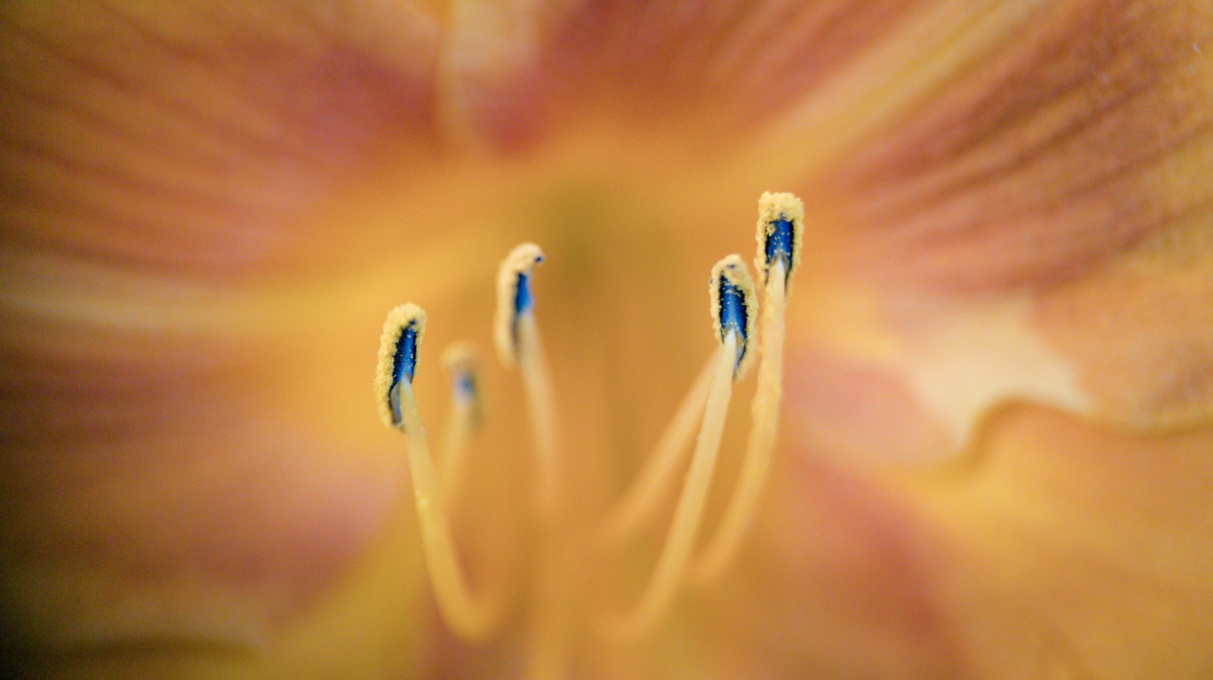 Stamen Spotlight: Anthers in Soft Bloom