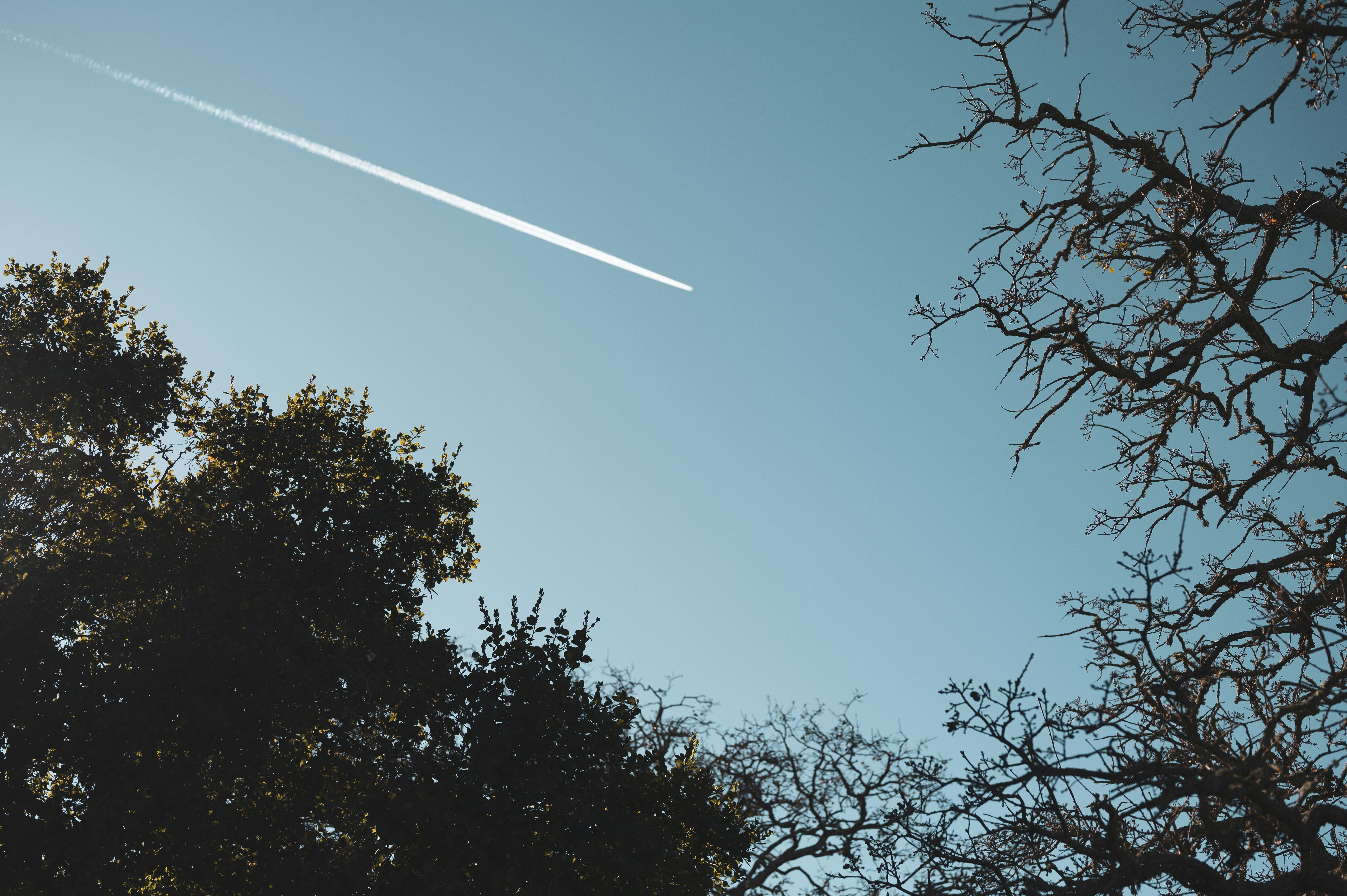A plane flying in the sky over trees photo – Free Sky Image on Unsplash