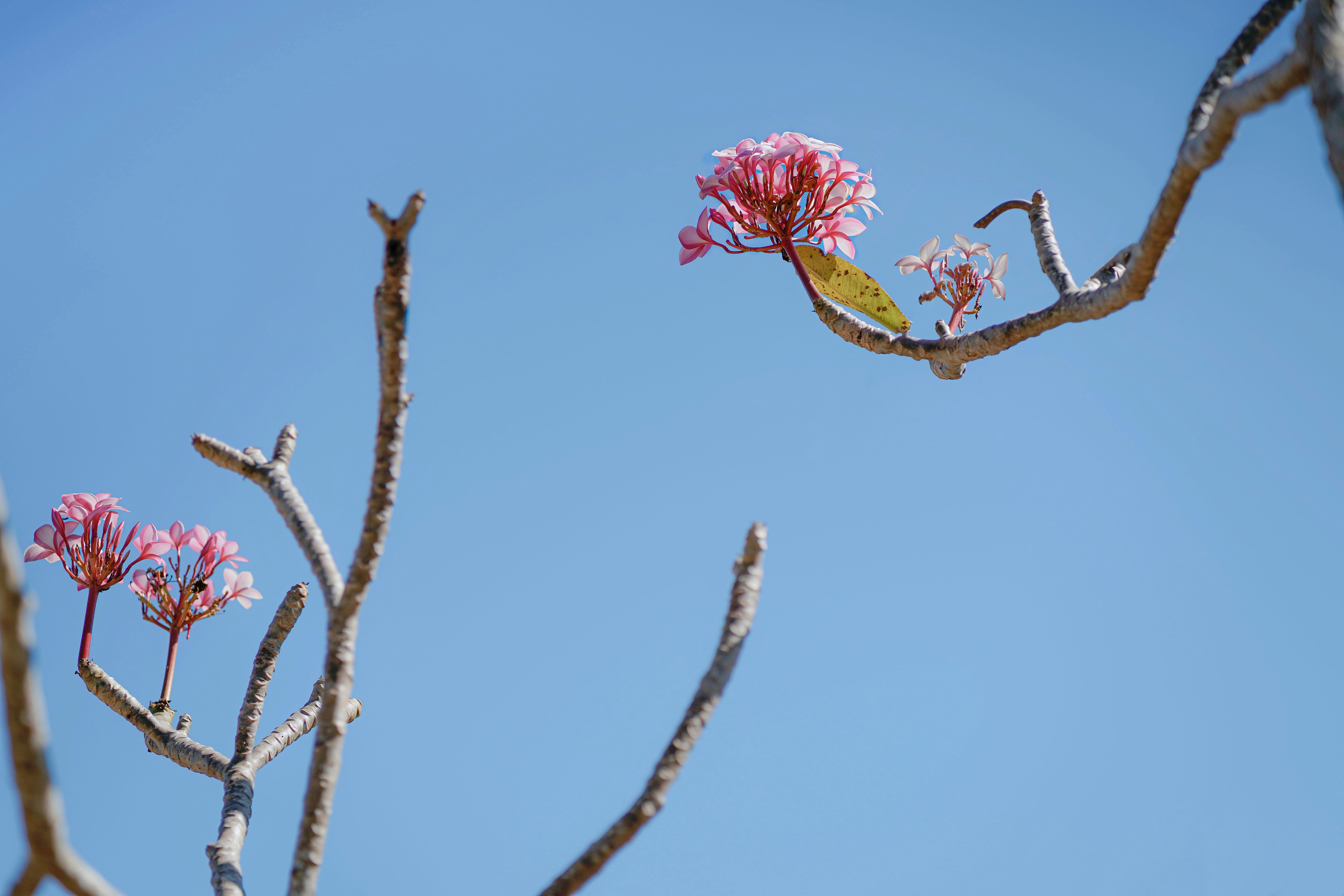 Pink bloom on a bare branch against a clear blue sky